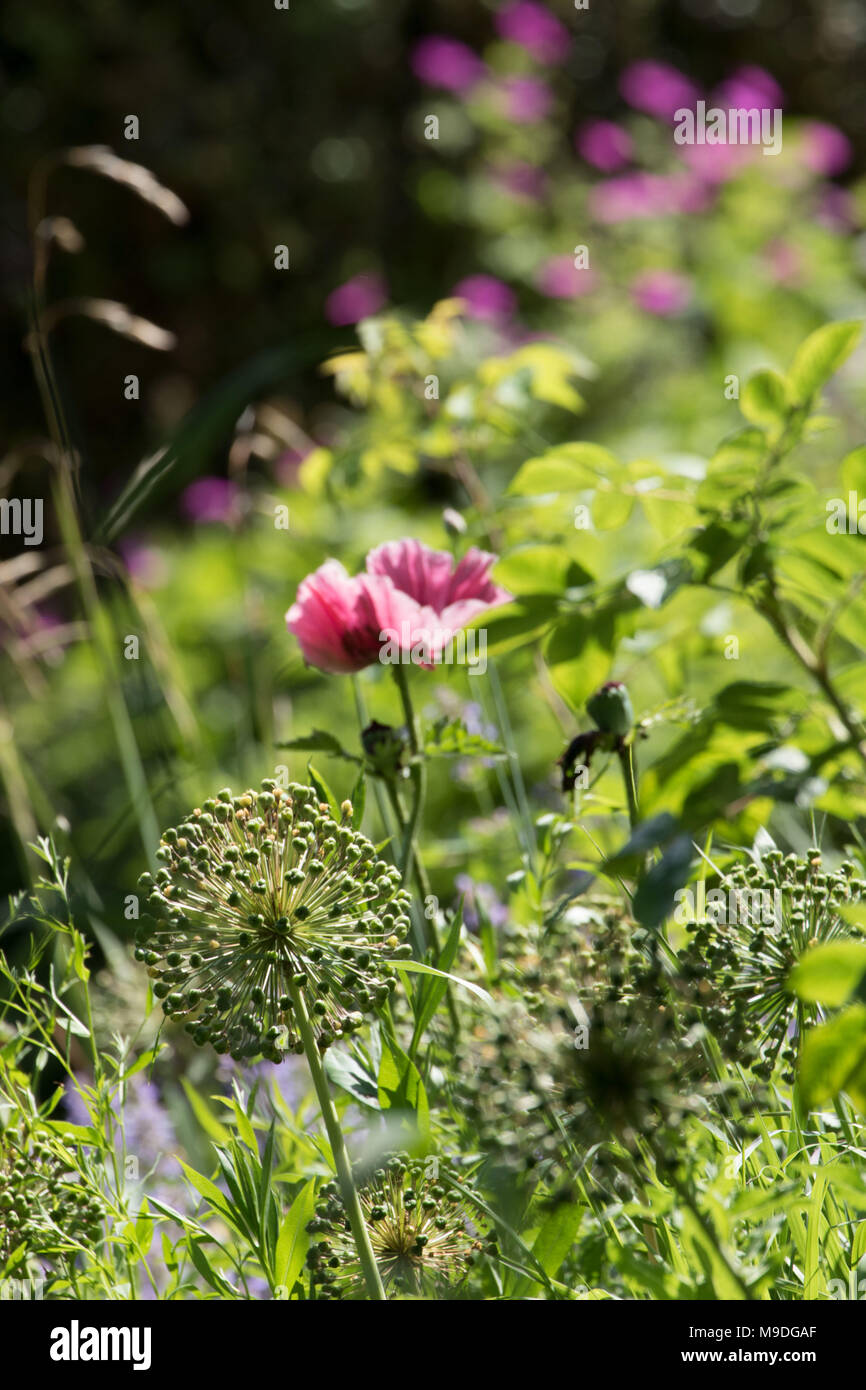 Abstract summer vegetation and flowers in the Battersea Park garden ...