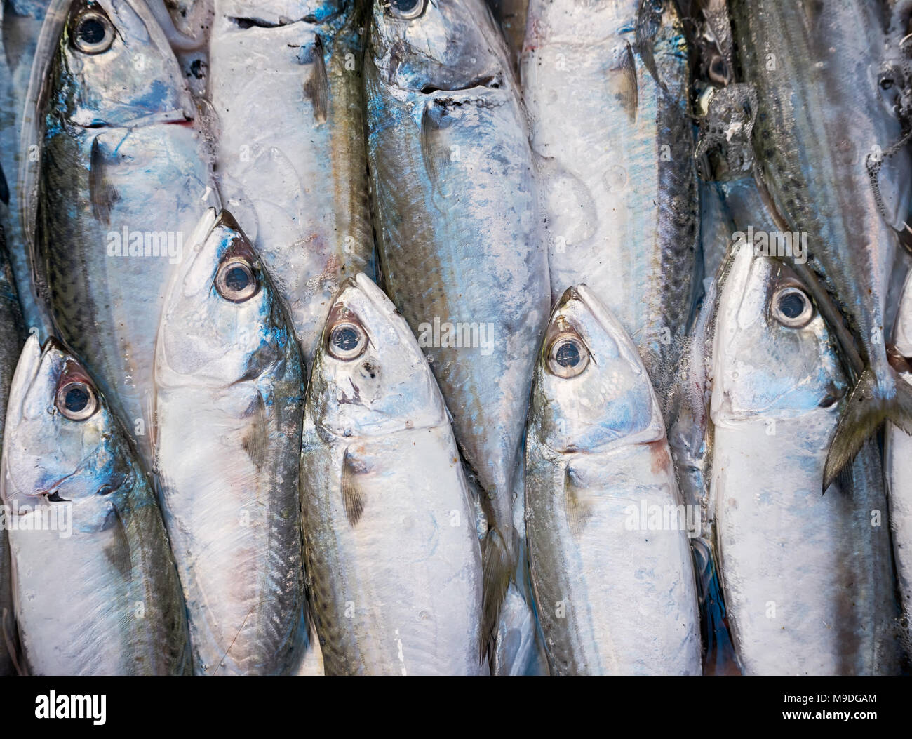 Mackerel fish on market table for sell Stock Photo - Alamy