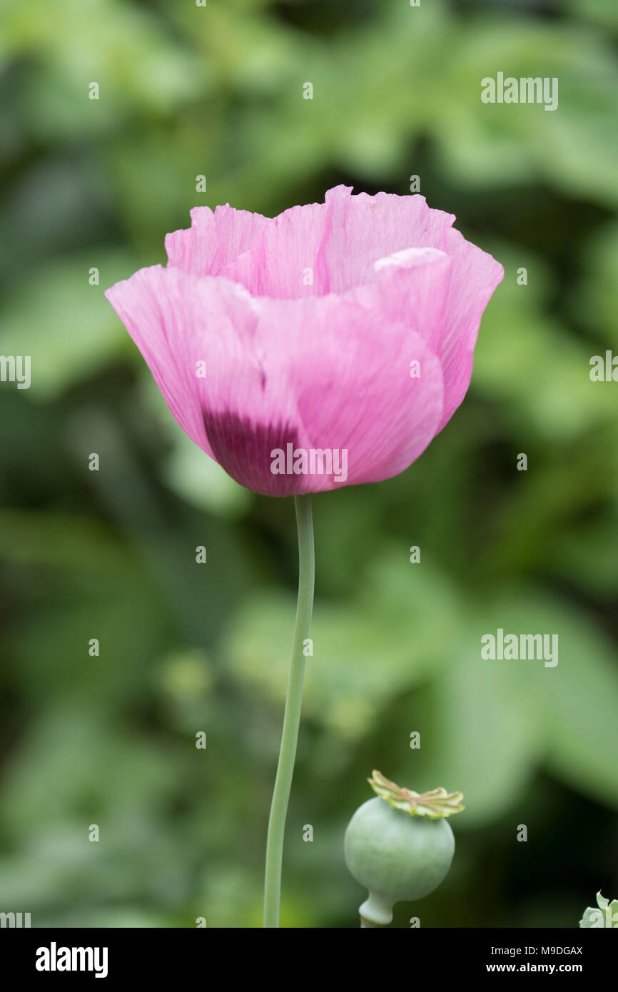 Single pink poppy flower in summer residential garden in london, united ...