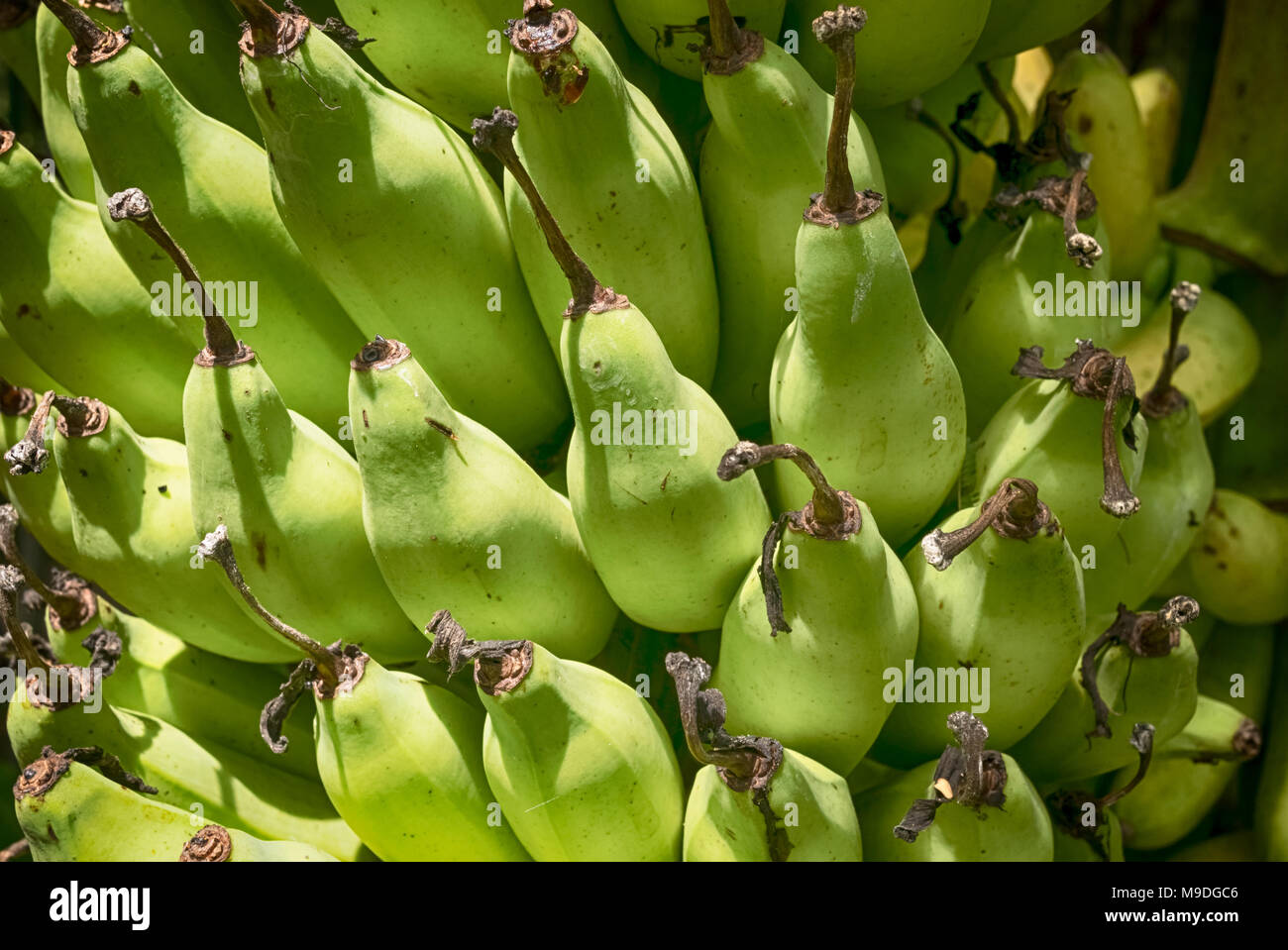 Closeup green banana on Tree,texture and background Stock Photo - Alamy