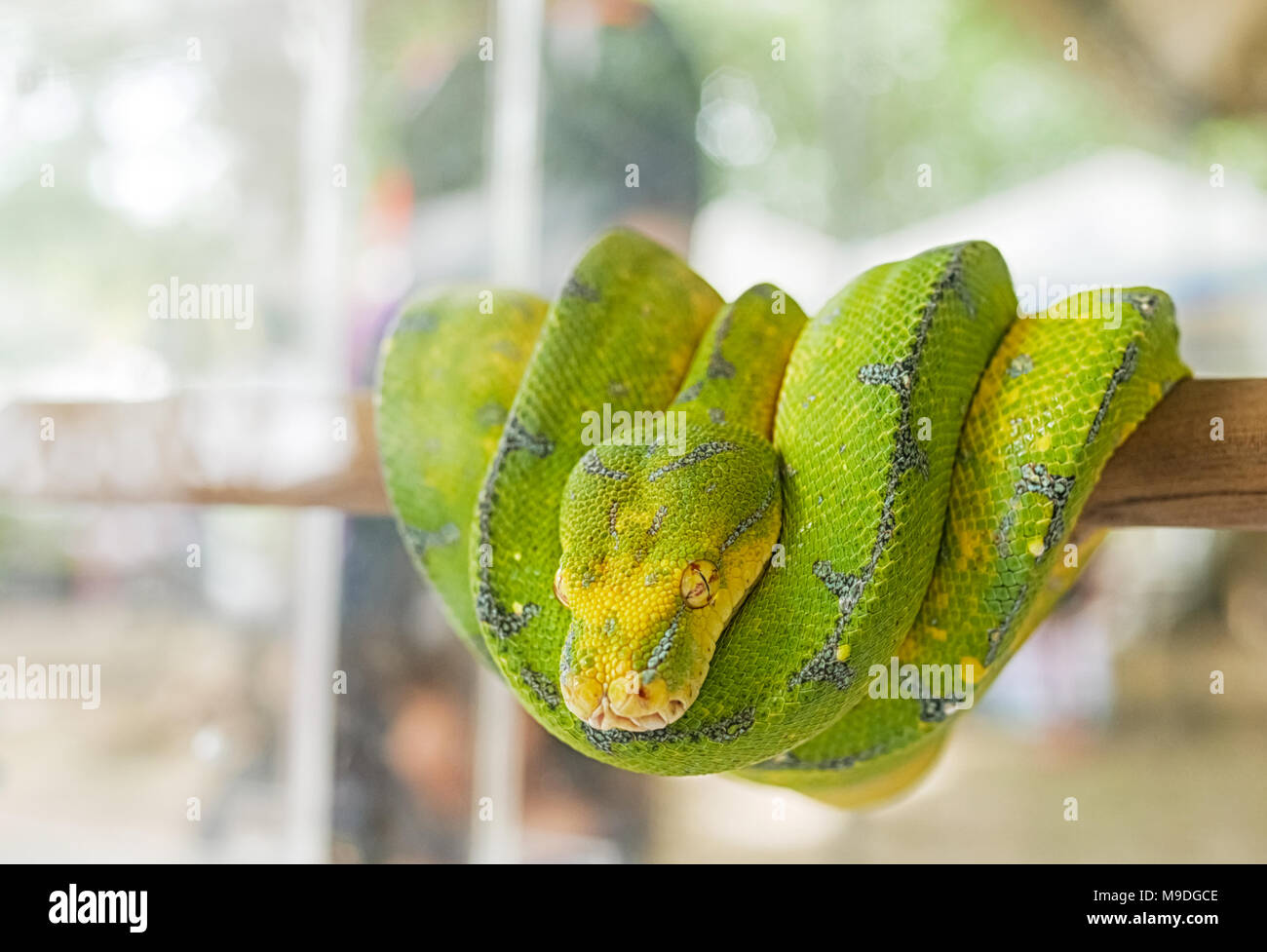 Closeup The green snake curled on a branch Stock Photo - Alamy