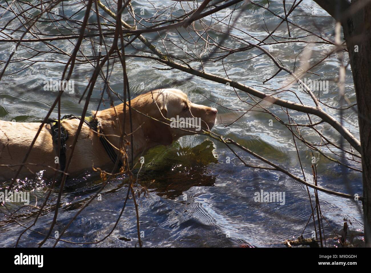 Buster the golden labrador retriever enjoying cooling water in a lake ...