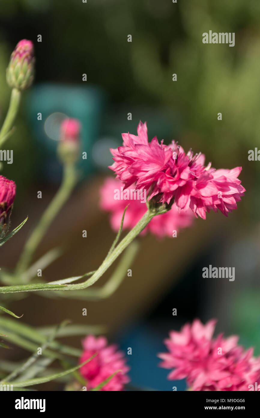Pink wallflower in an English summer garden, London, England Stock ...
