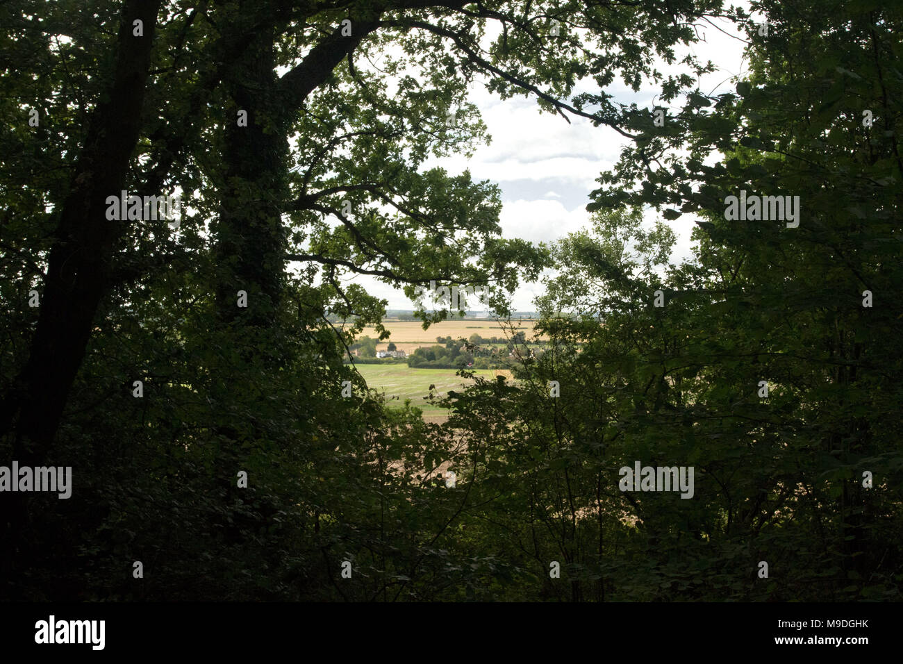 Looking through trees in the Bean Country Park towards Kent farmland ...