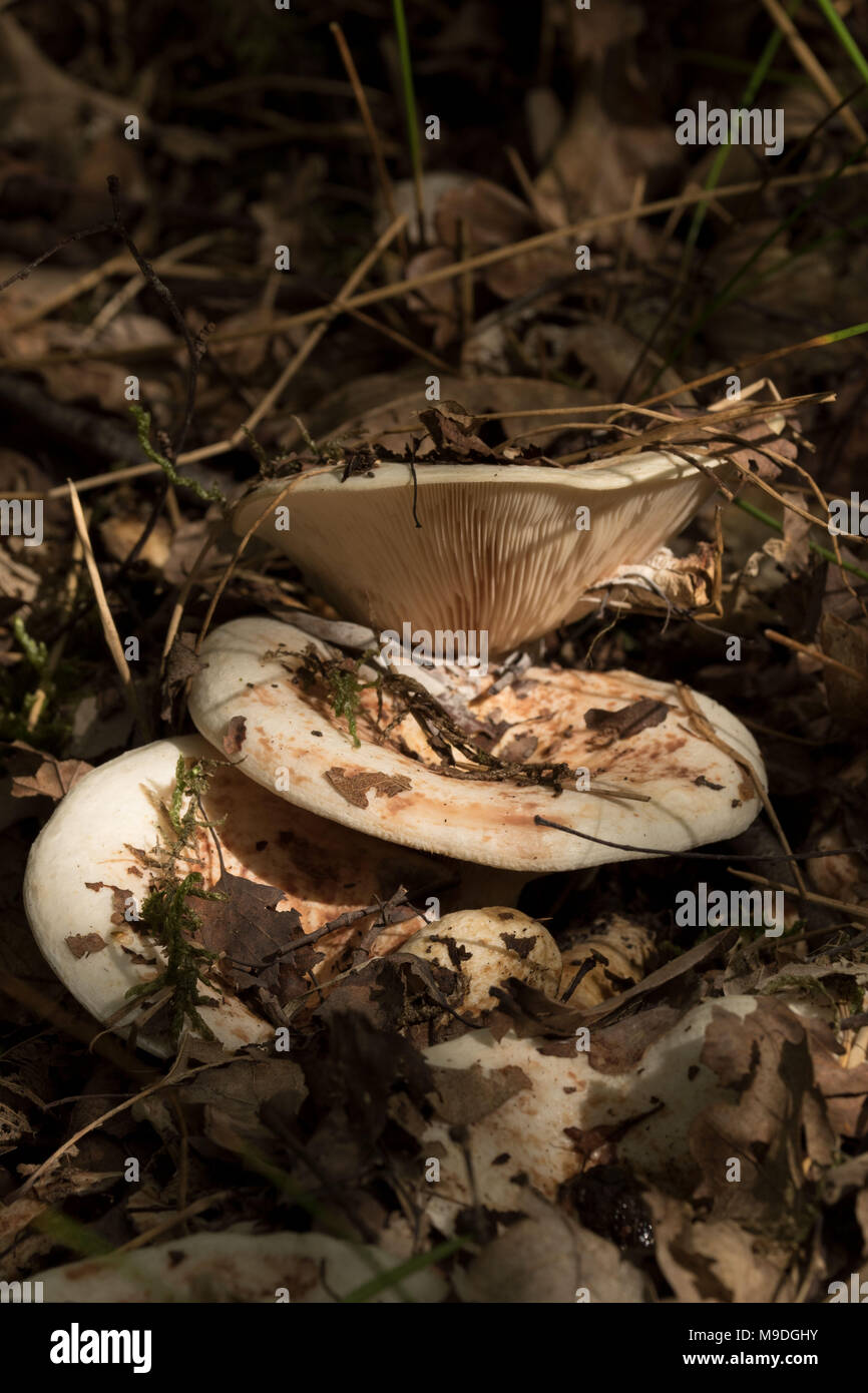 Giant funnel cap fungi on forest floor of the Beacon woods Park, Kent ...