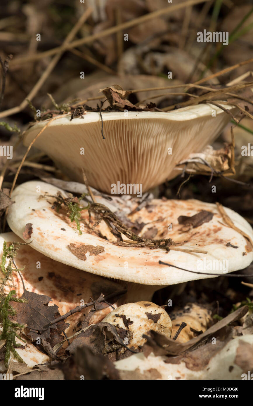 Giant funnel cap fungi on forest floor of the Beacon woods Park, Kent ...