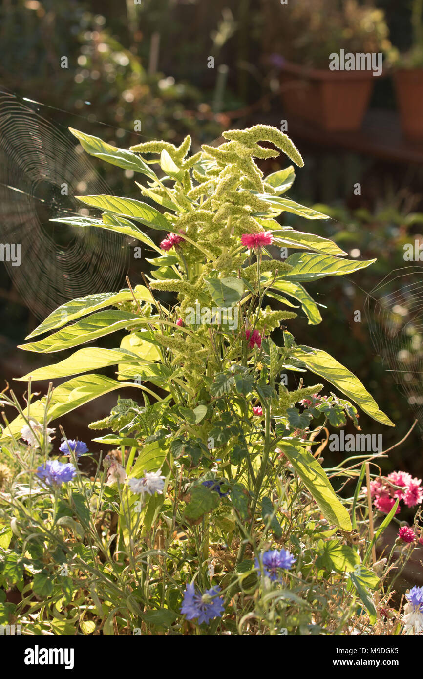 Callaloo leaf hi-res stock photography and images - Alamy