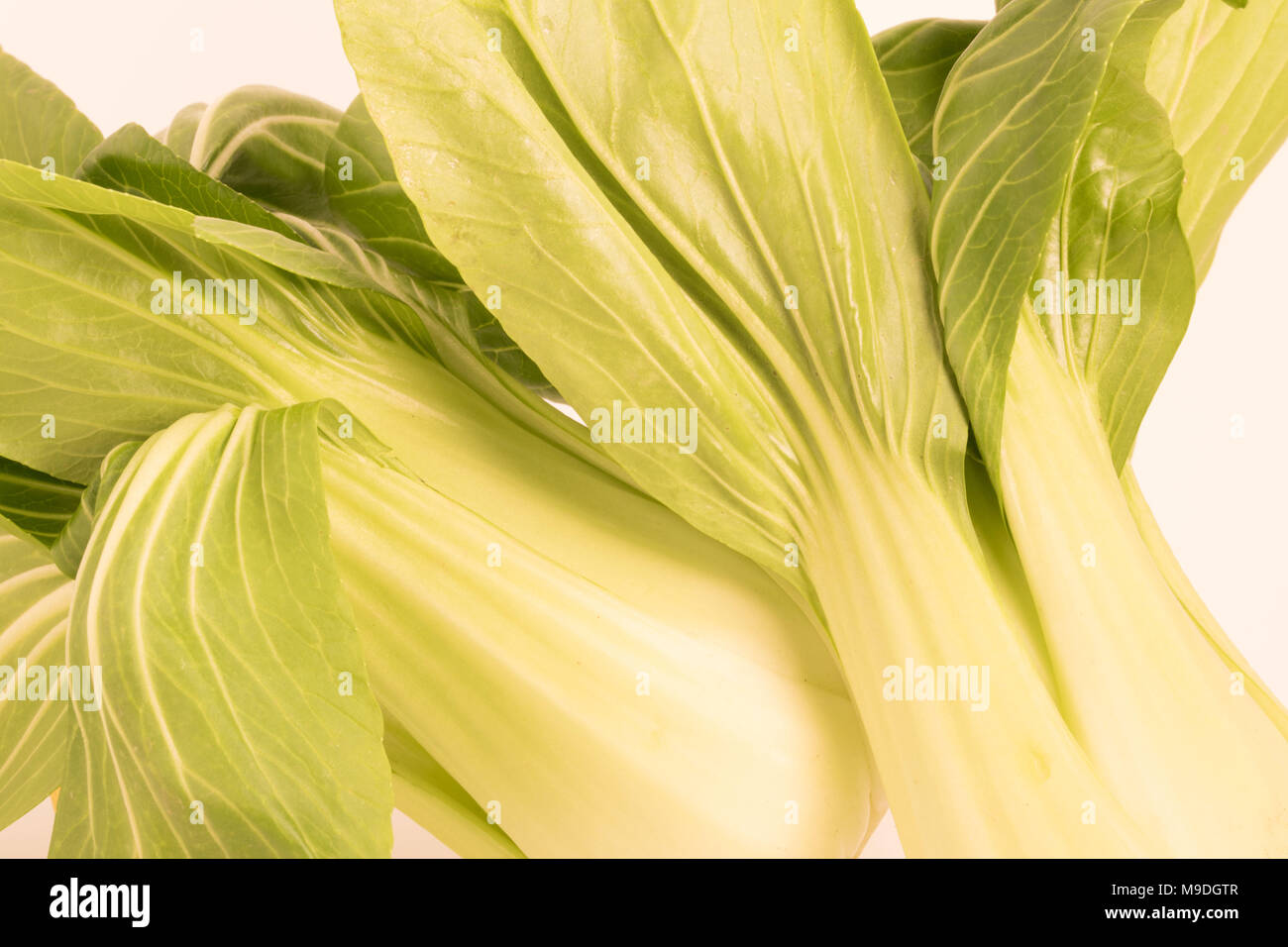Pok-Choi or Bok-Choi Chinese cuisine vegetable against white background ...