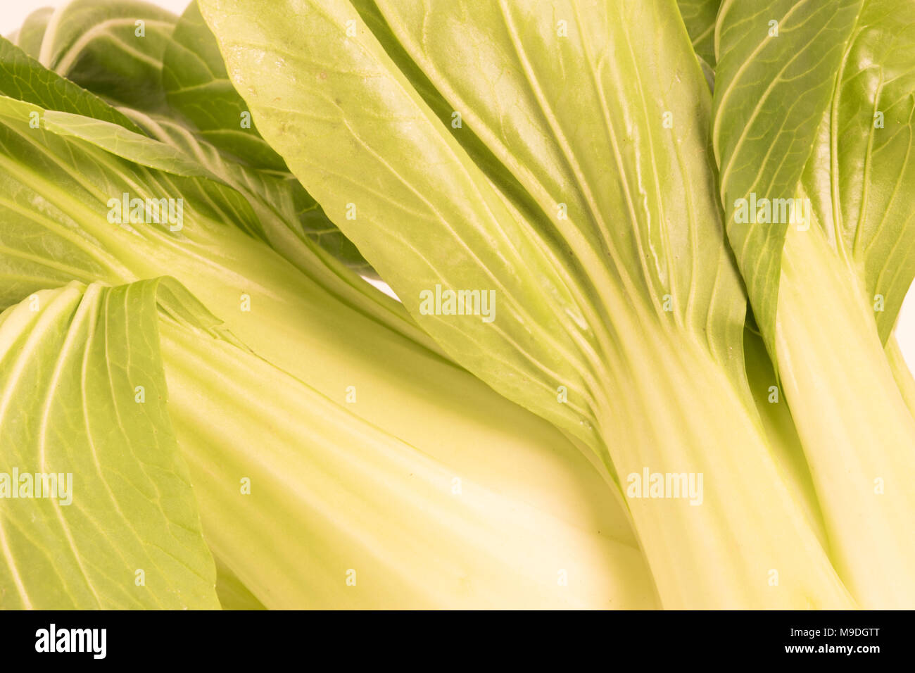 Pok-Choi or Bok-Choi Chinese cuisine vegetable against white background ...