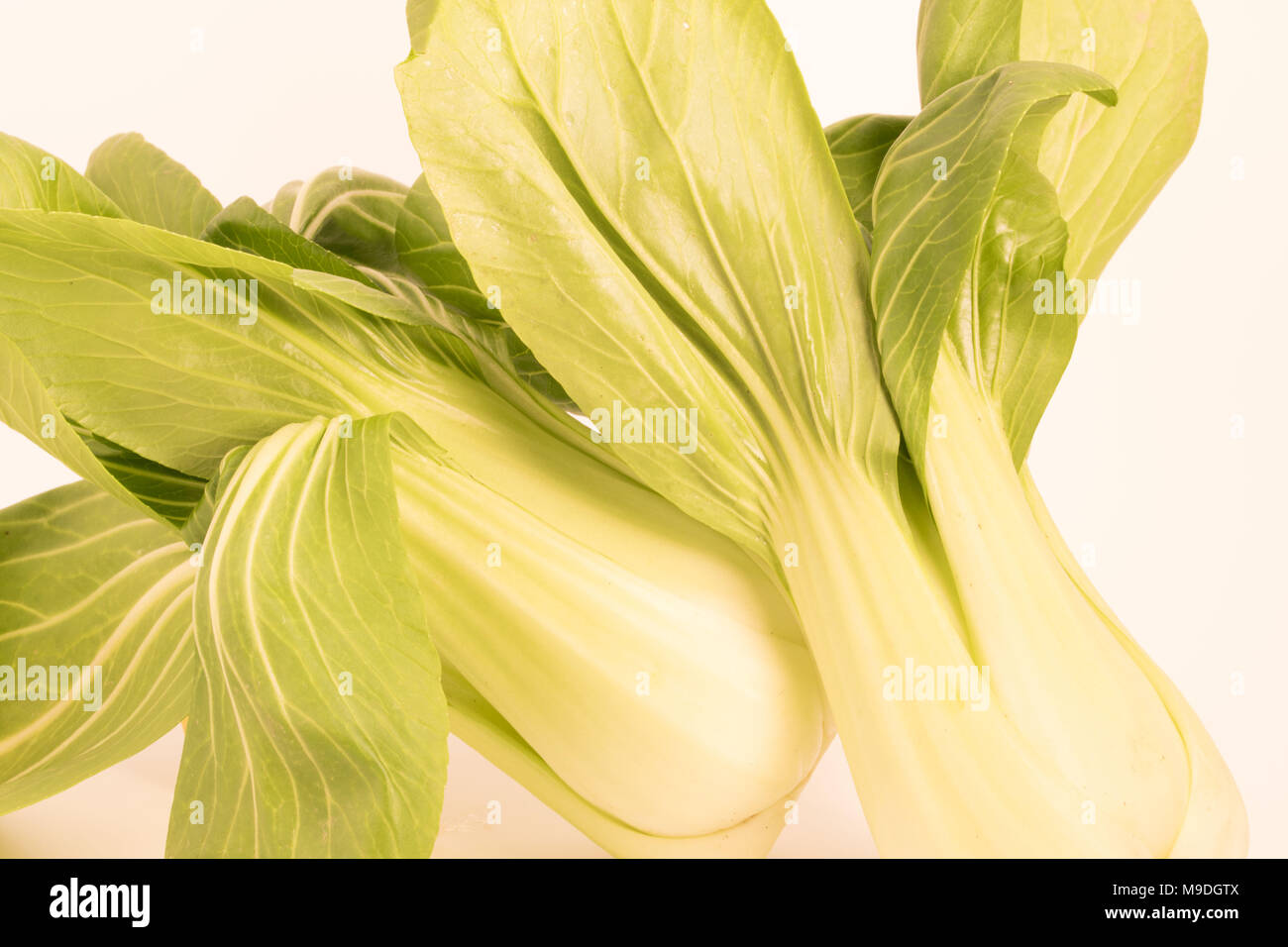 Pok-Choi or Bok-Choi Chinese cuisine vegetable against white background ...