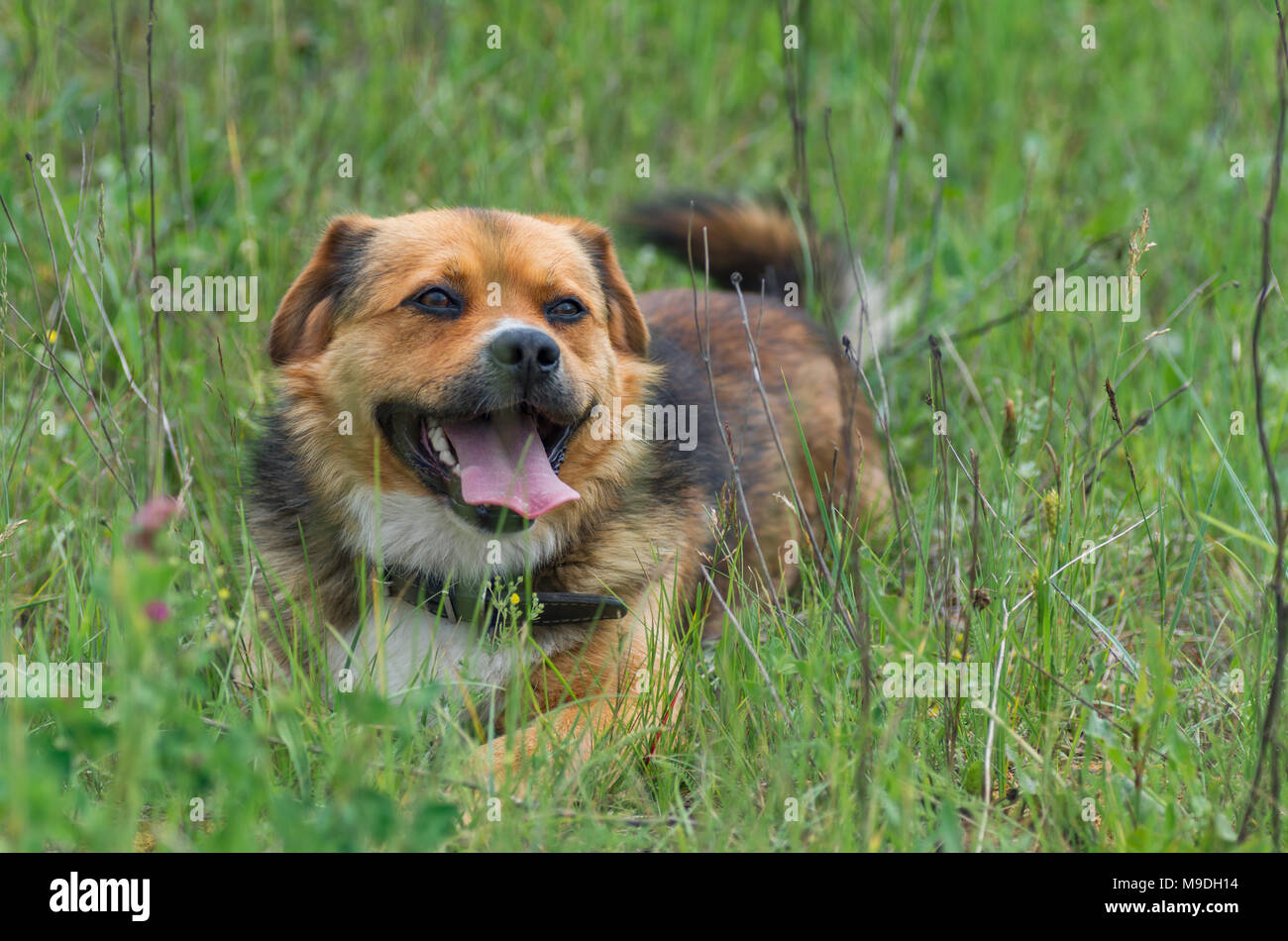 Wiry fur hi-res stock photography and images - Alamy