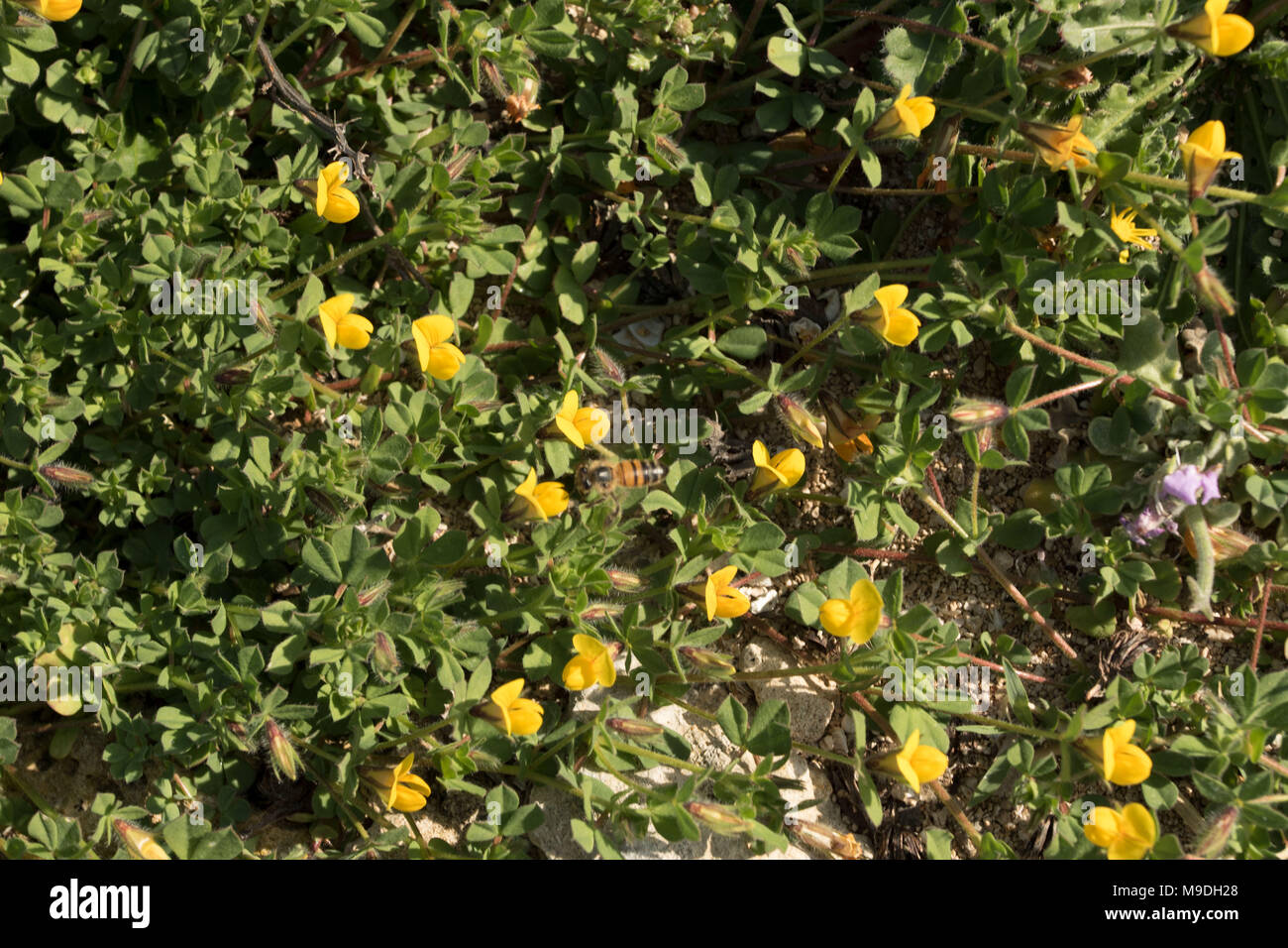 Yellow spring wildflowers in Paphos archeological park, paphos, Cyprus ...