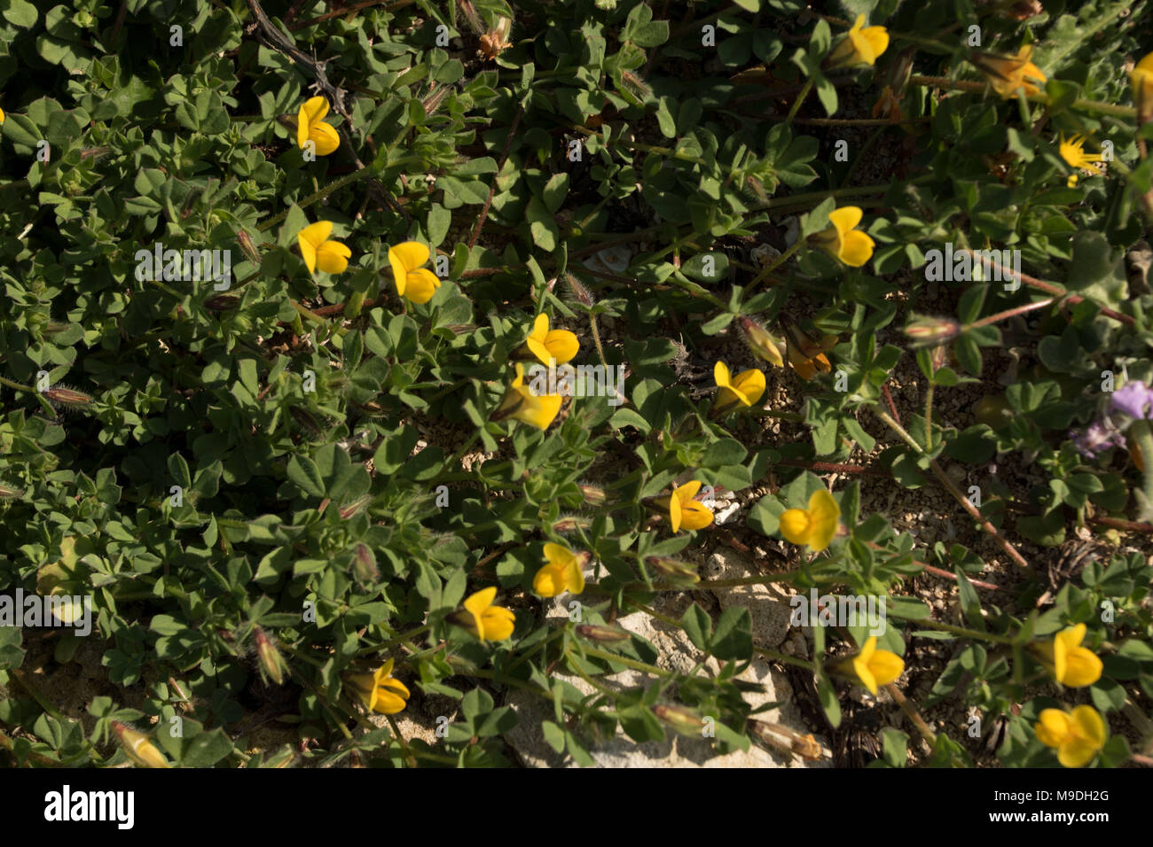 Yellow spring wildflowers in Paphos archeological park, paphos, Cyprus ...