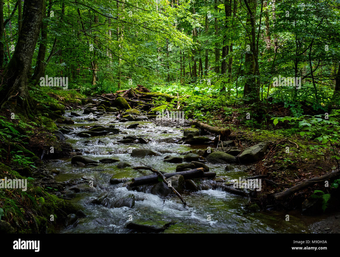wild brook in the dark forest. lovely and fresh nature scenery in ...
