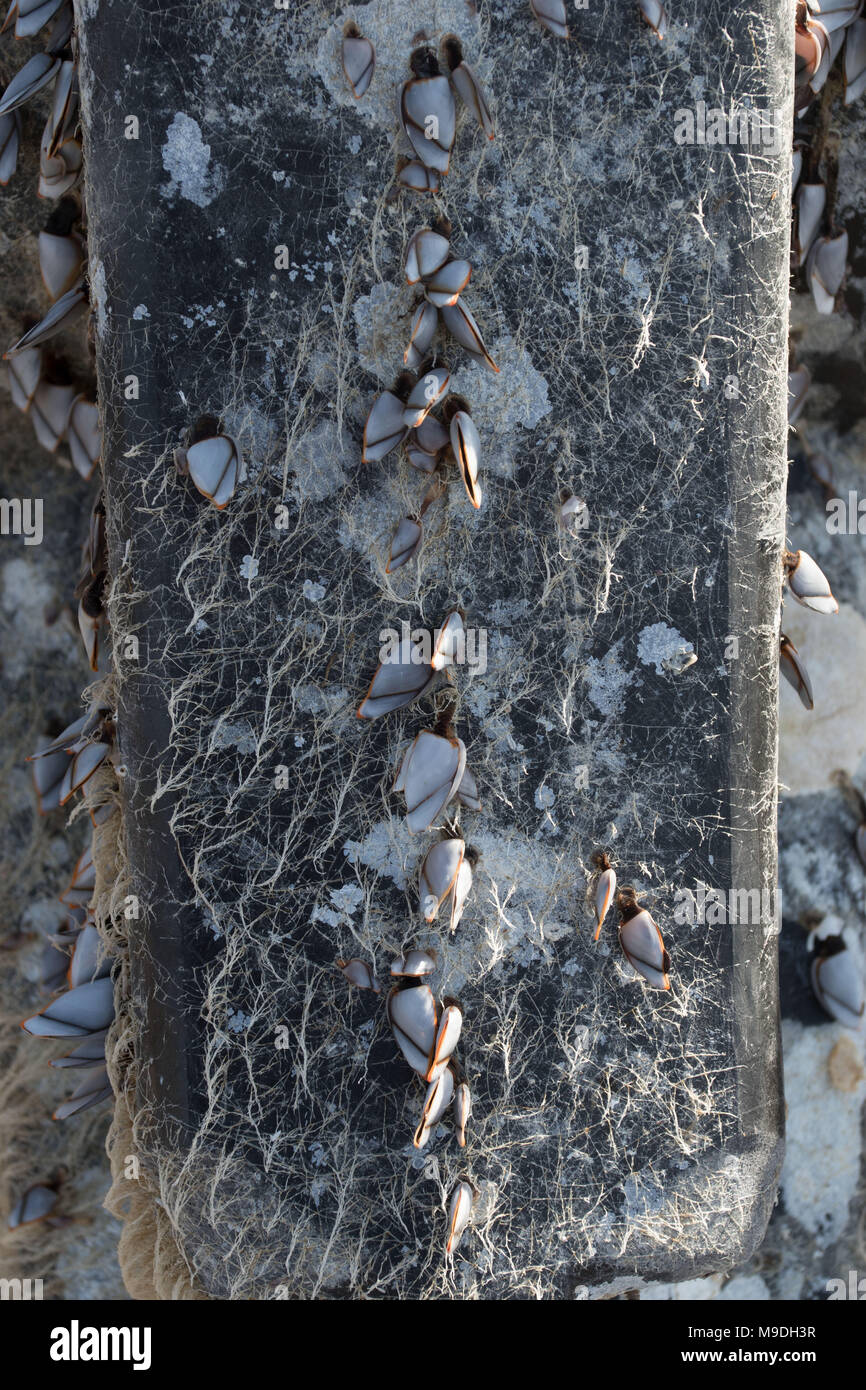 Large piece of plastic debris, environmental pollution, covered in ...