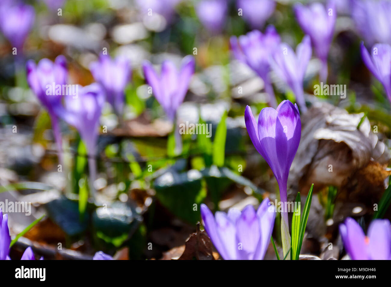 meadow with wild crocuses in forest. beautiful springtime scenery on a ...