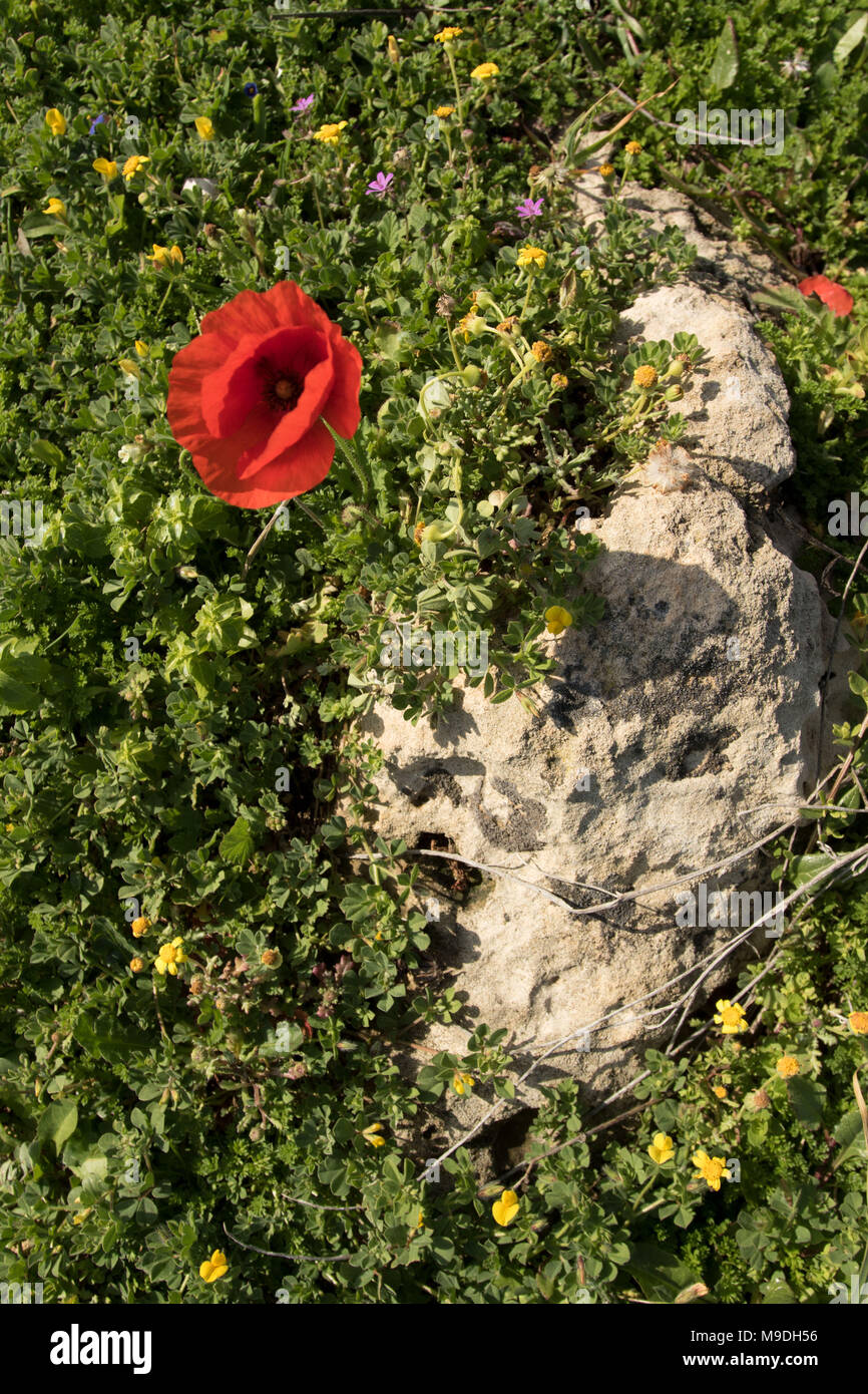 Red poppy and spring vegetation on the kato paphos beach in spring ...