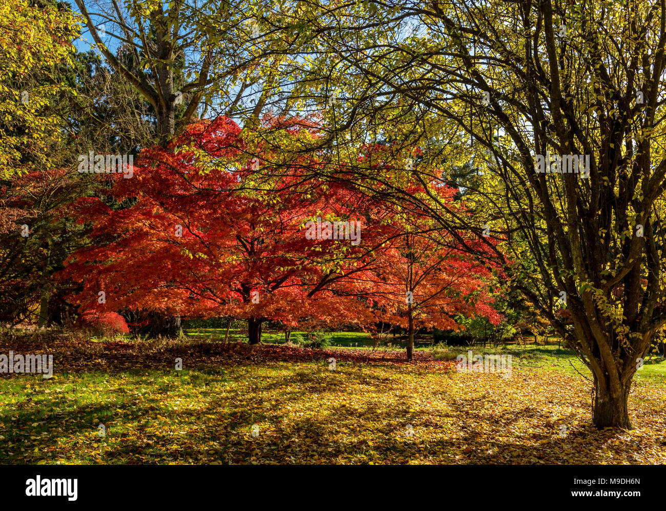 Sunlight on fall foliage hi-res stock photography and images - Alamy