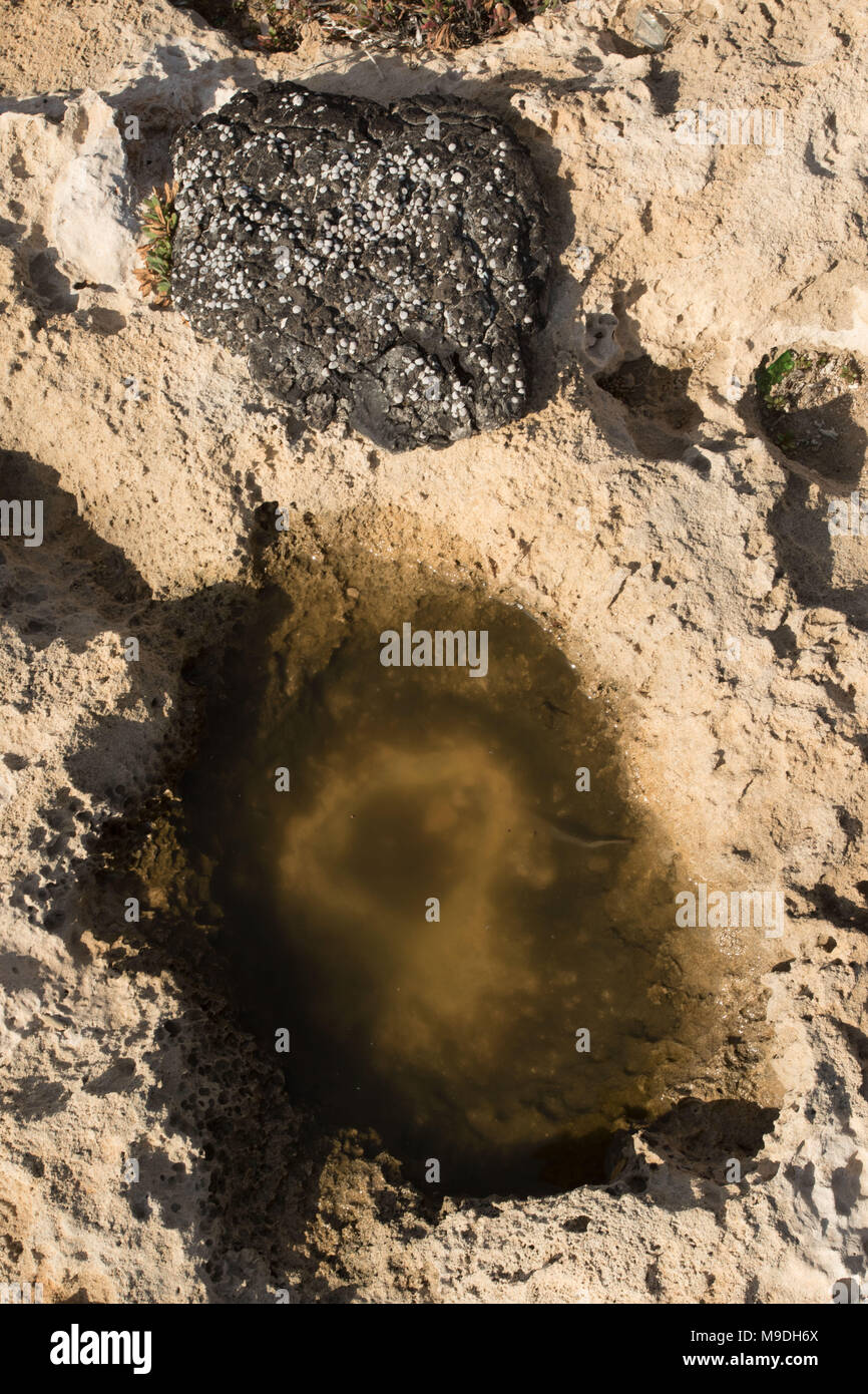 tar as environmental pollution on the mediterranean shore of kato ...