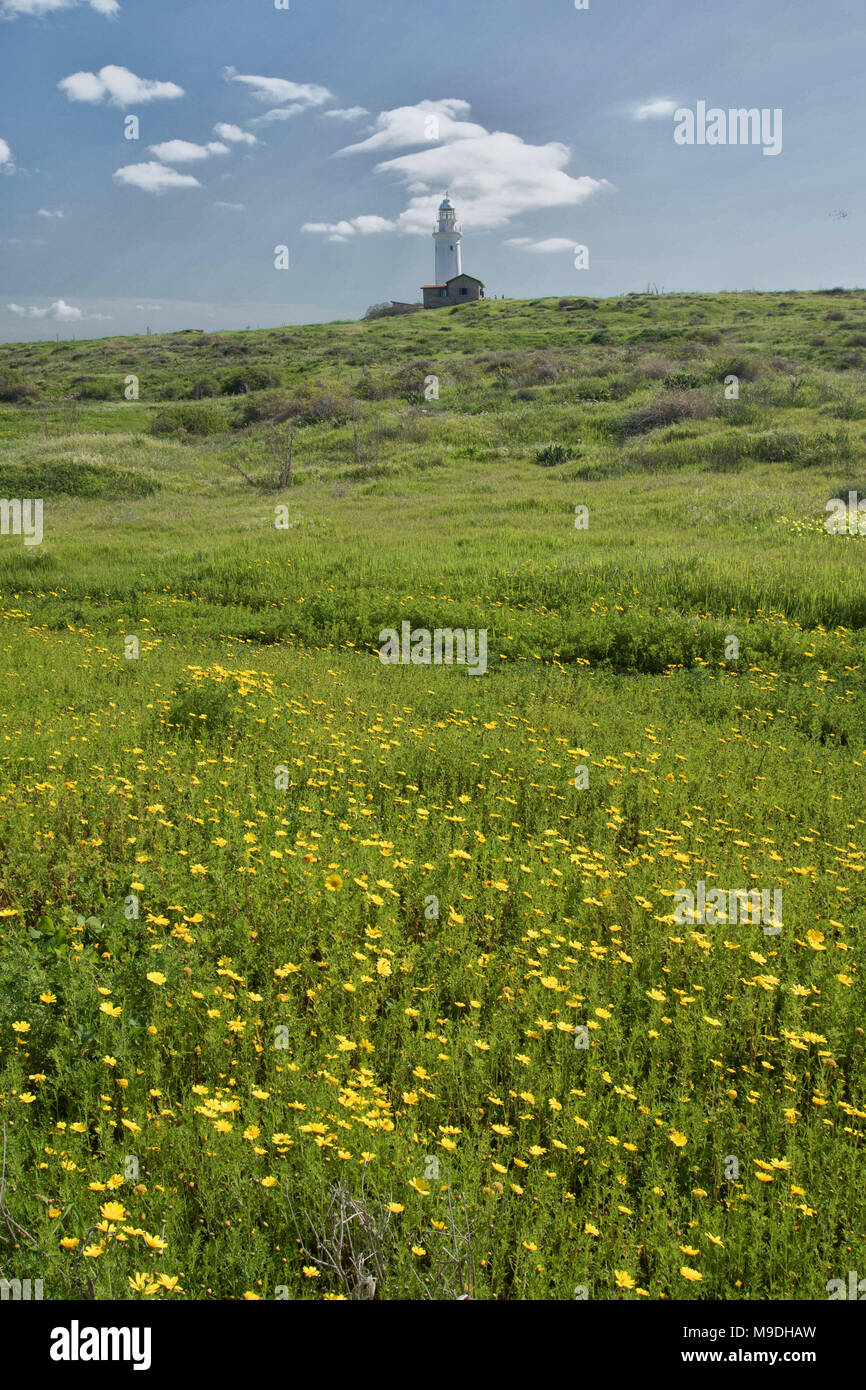Paphos lighthouse with yellow spring flowers protecting paphos harbour ...