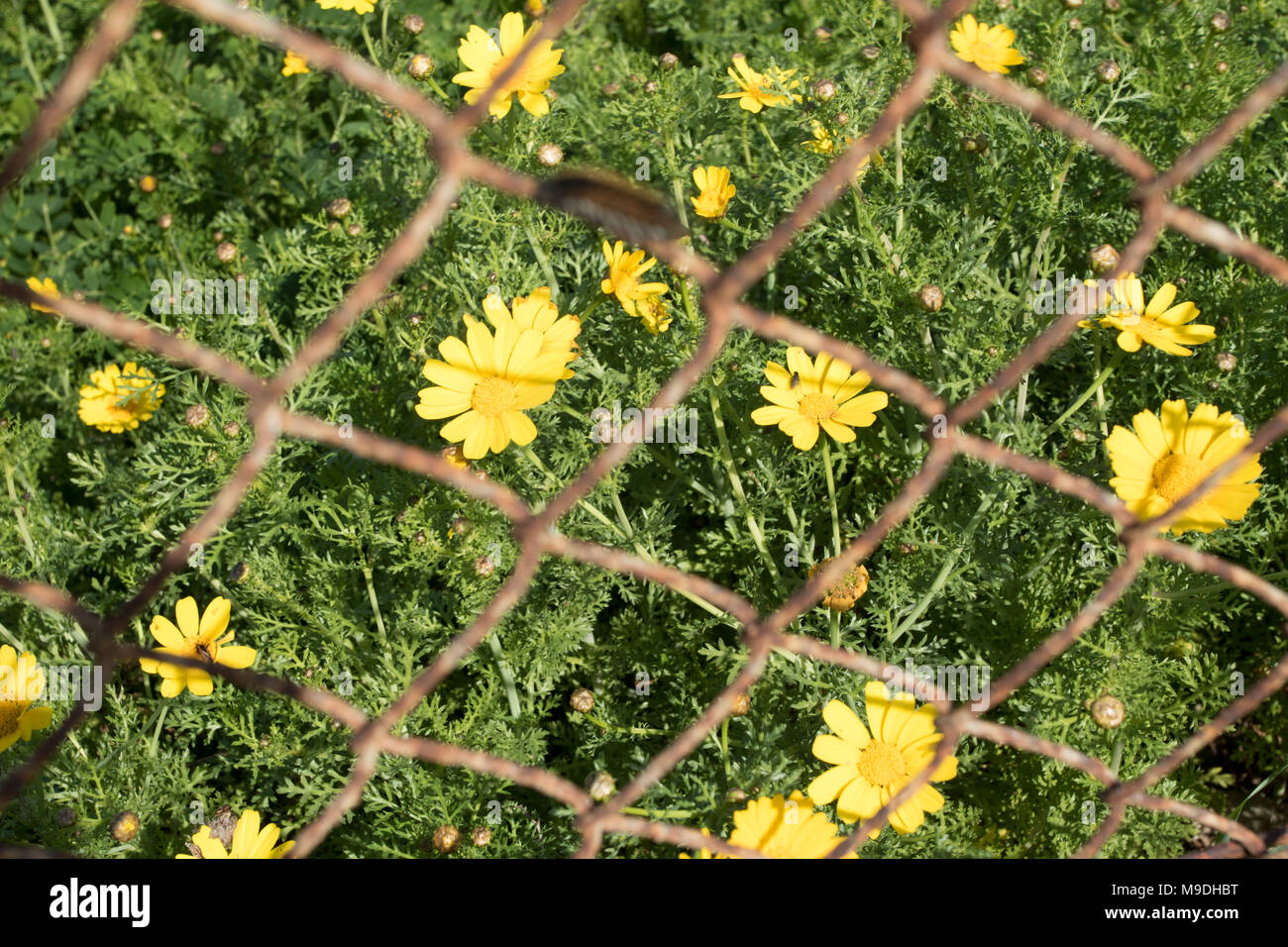 Yellow spring wildflowers behind the fence of the Paphos archeological ...