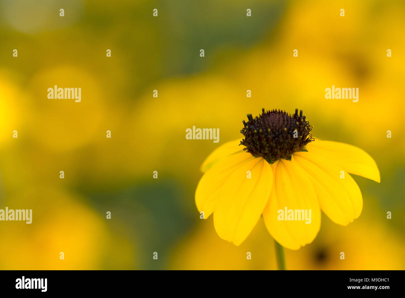 black eyed susan Stock Photo - Alamy