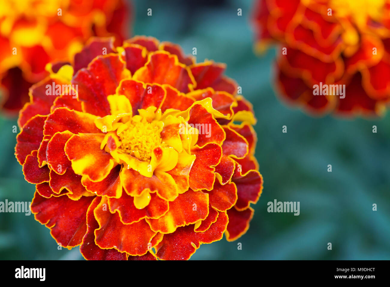 Fire yellow flower hi-res stock photography and images - Alamy