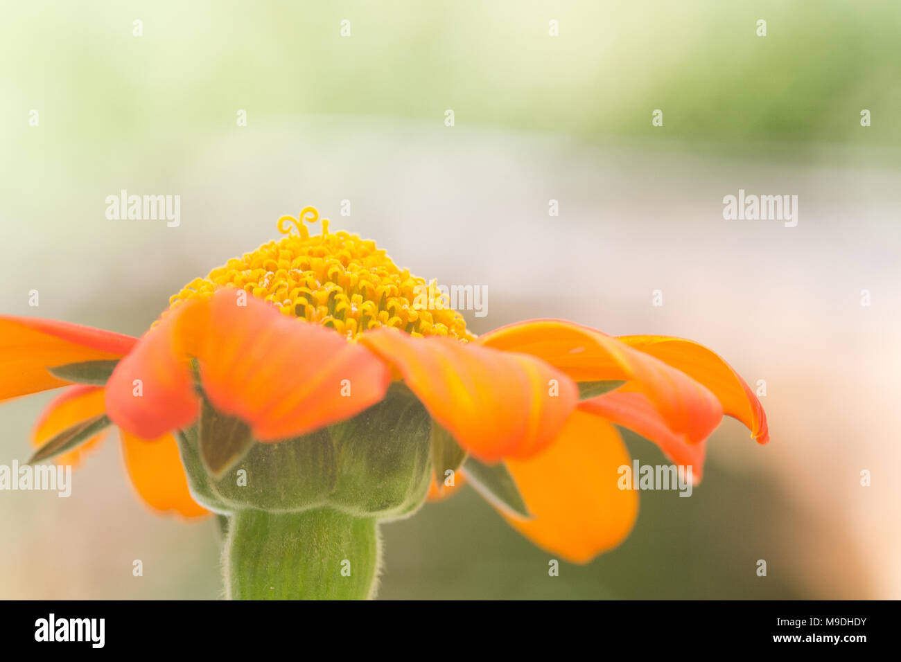 Lone flower hi-res stock photography and images - Alamy