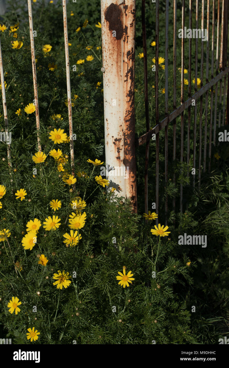 Yellow crown daisy flowers on uncultivated ground with white rusted ...