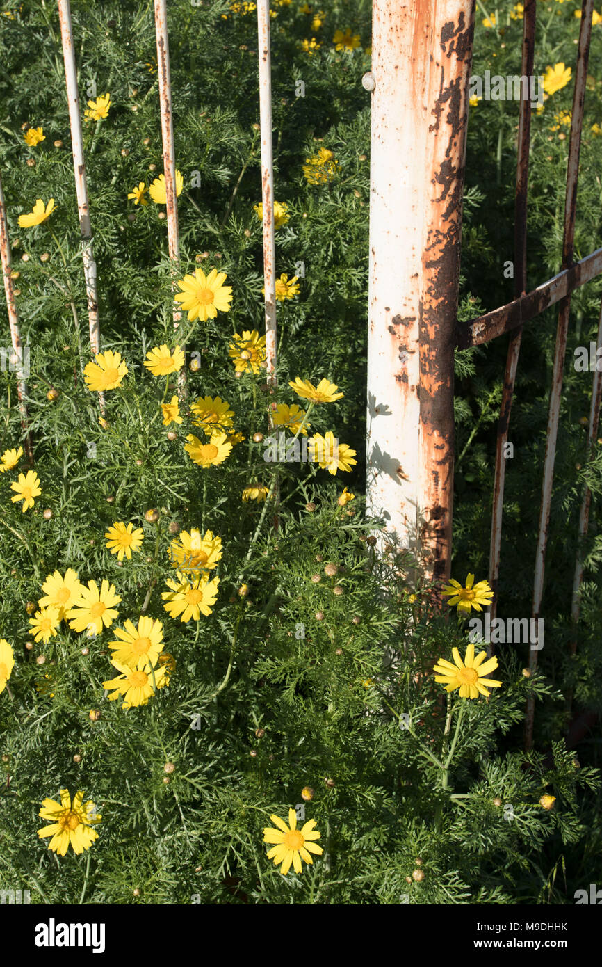 Yellow crown daisy flowers on uncultivated ground with white rusted ...
