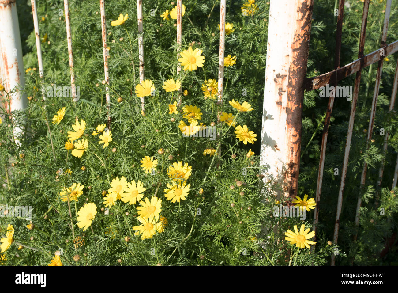 Yellow crown daisy flowers on uncultivated ground with white rusted ...