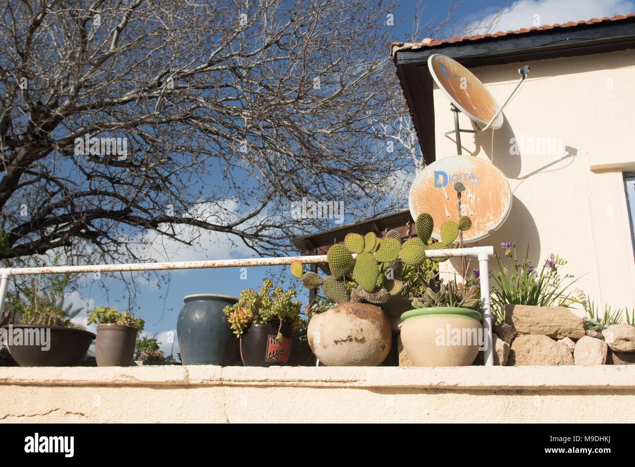 traditional plant pots with cactus on a wall in paphos with modern ...