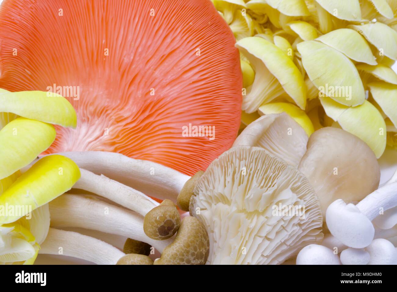 Assorted Asian Mushrooms Stock Photo - Alamy