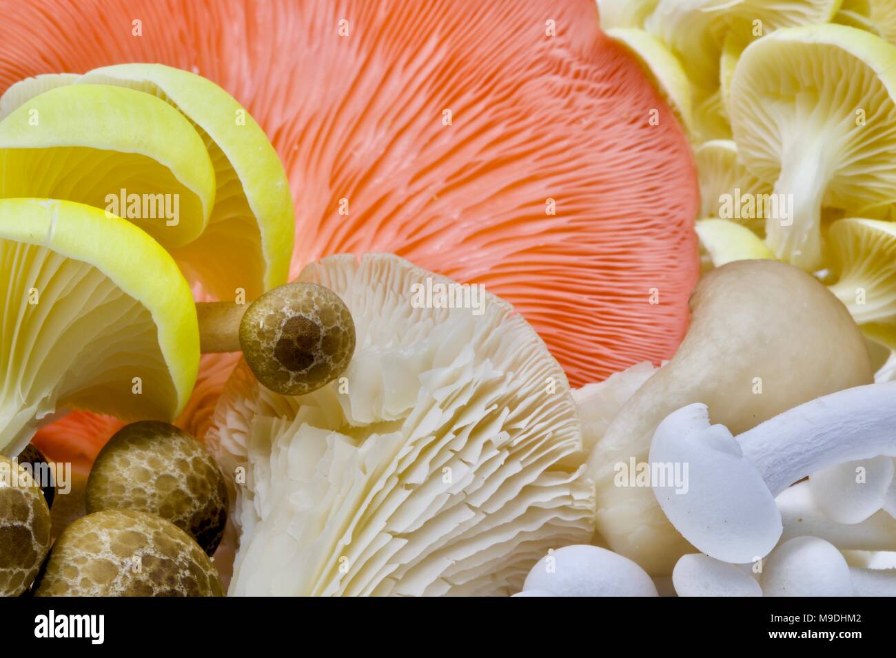 Mixed mushrooms hi-res stock photography and images - Alamy