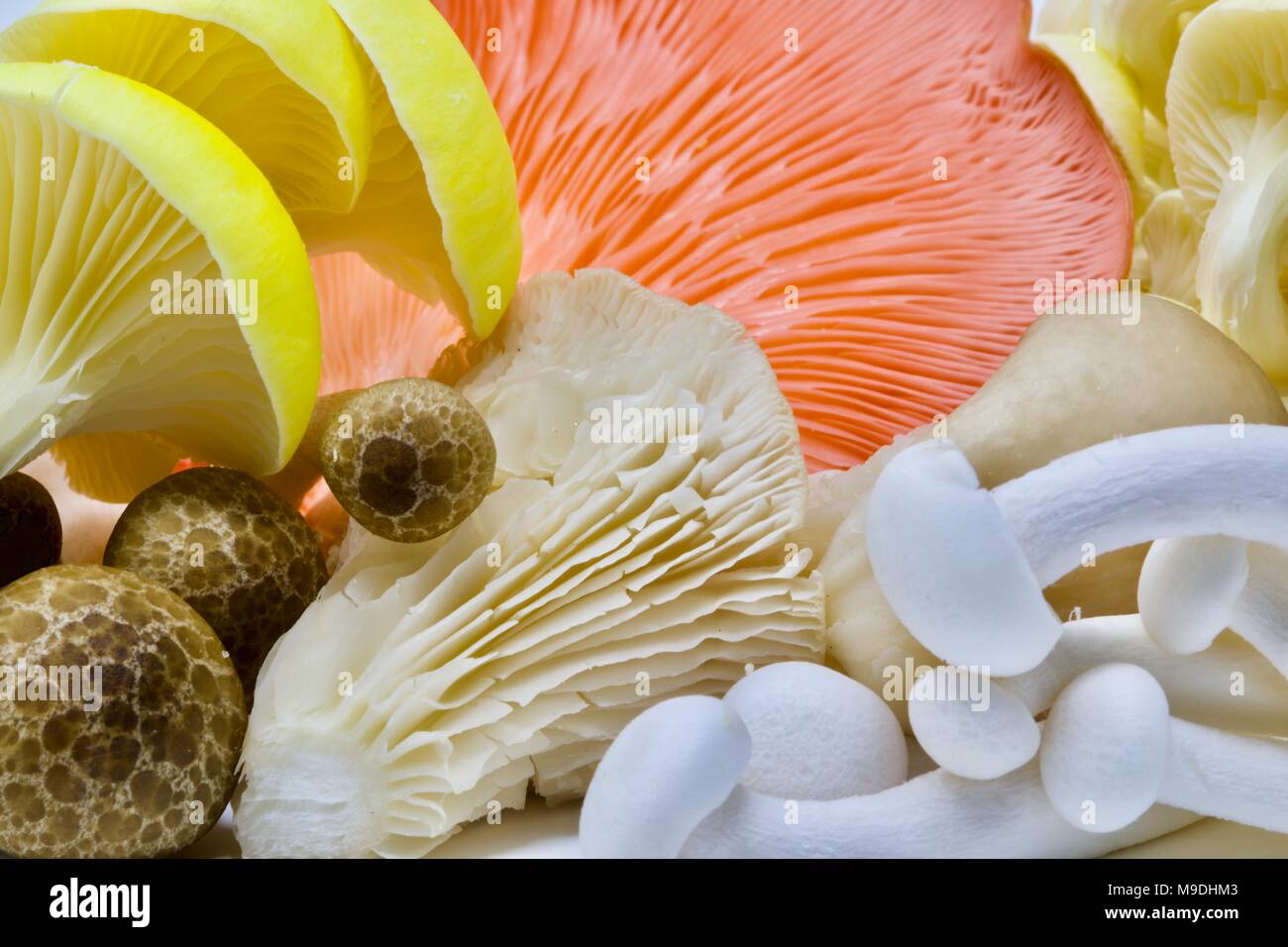 Assorted Asian Mushrooms Stock Photo - Alamy