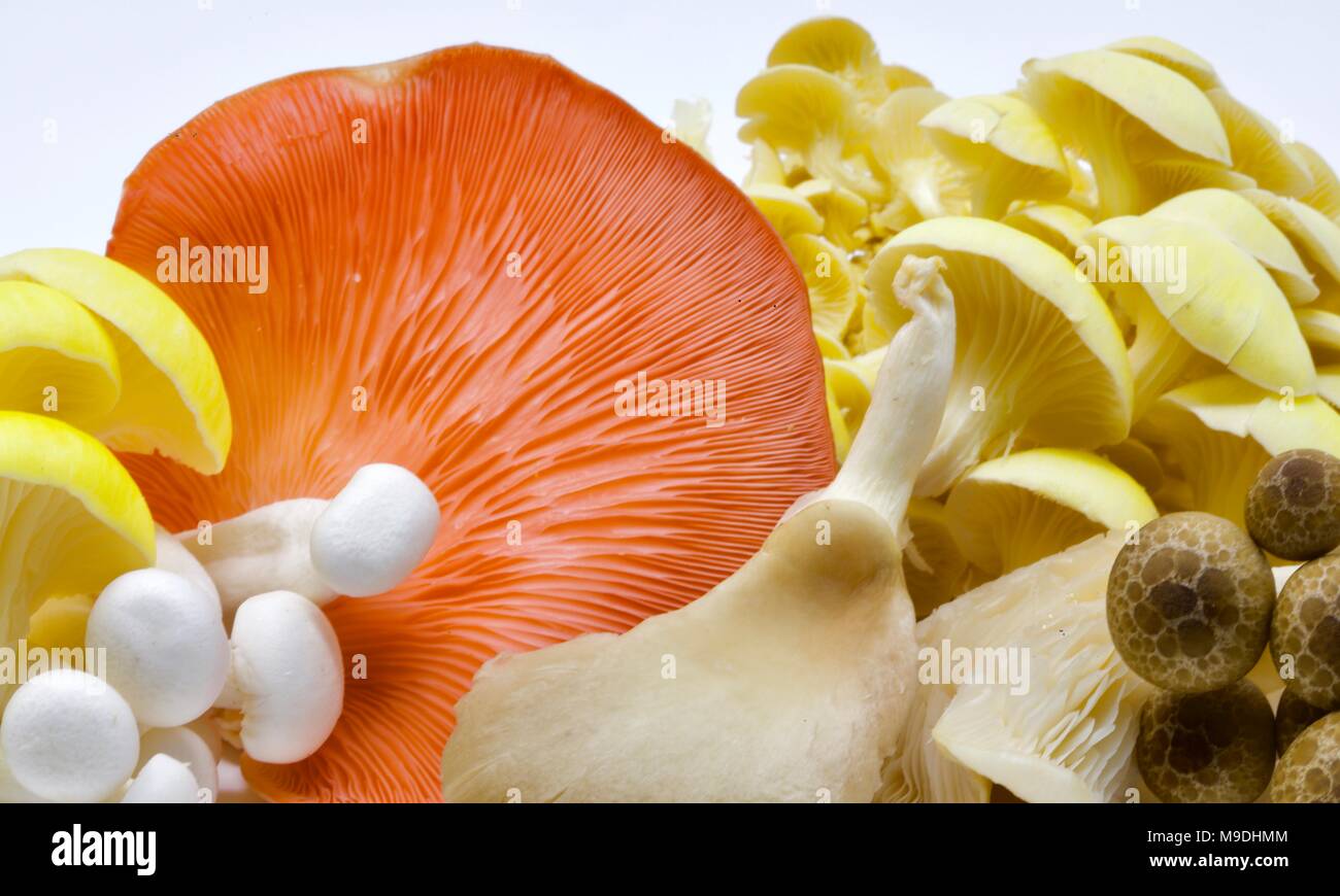 Assorted Asian Mushrooms Stock Photo - Alamy