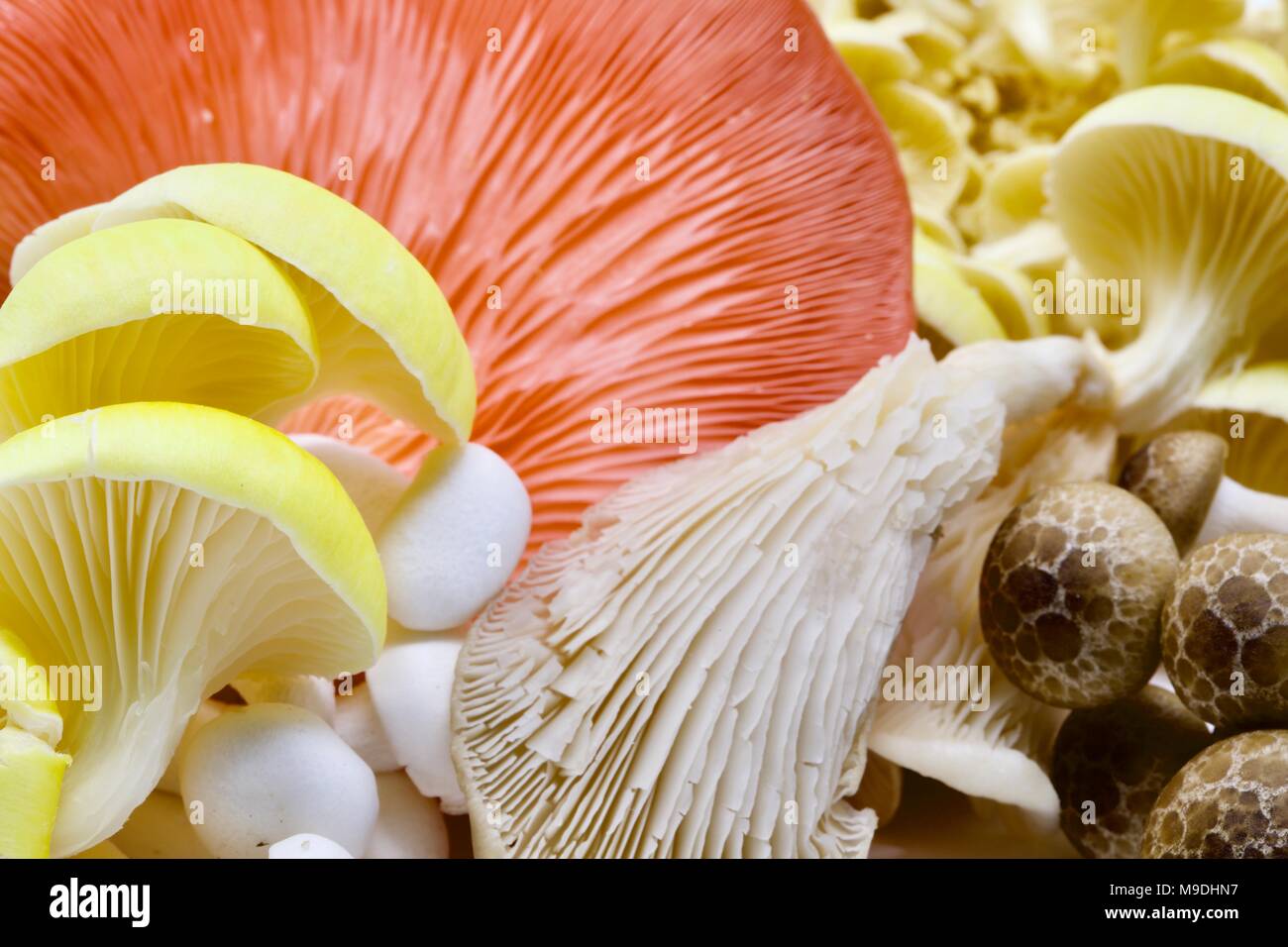 Mushrooms Varieties High Resolution Stock Photography and Images - Alamy