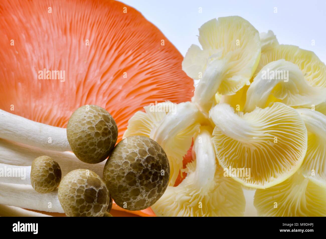 Assorted fungi hi-res stock photography and images - Alamy