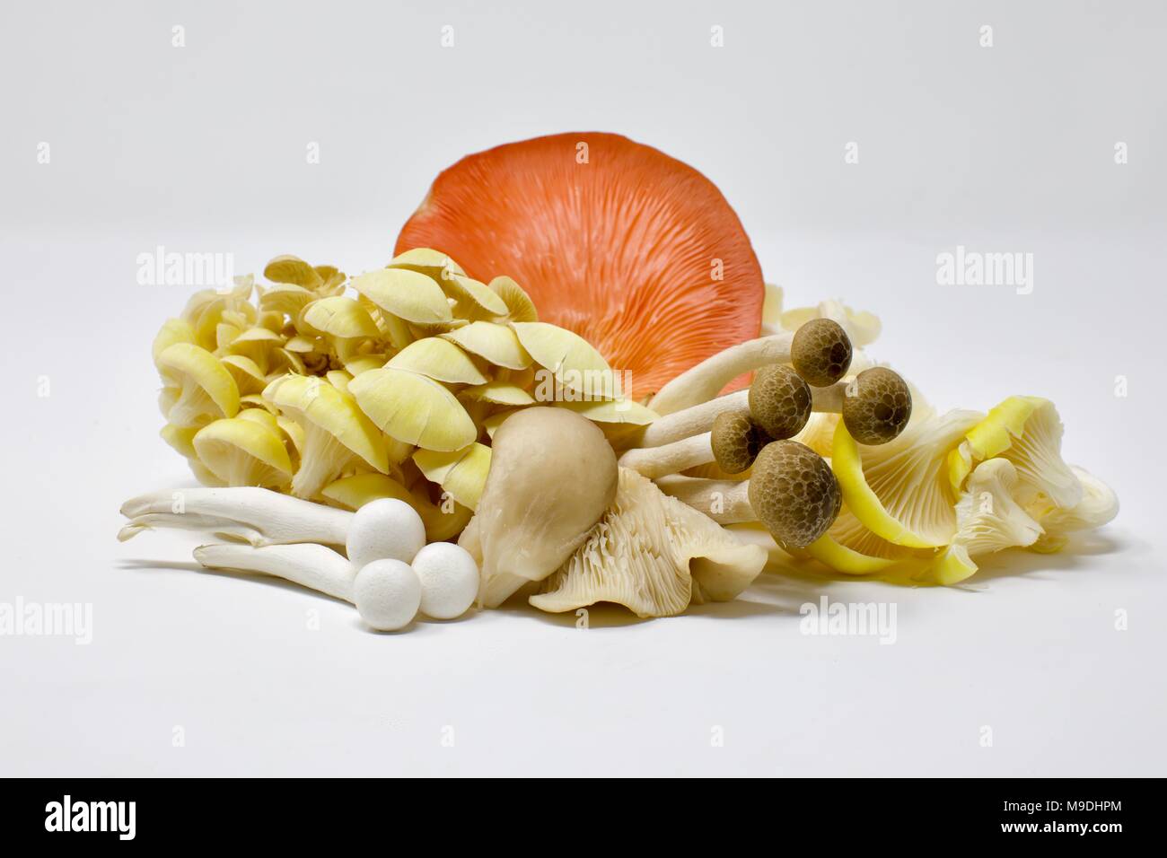 Assorted Asian Mushrooms Stock Photo - Alamy