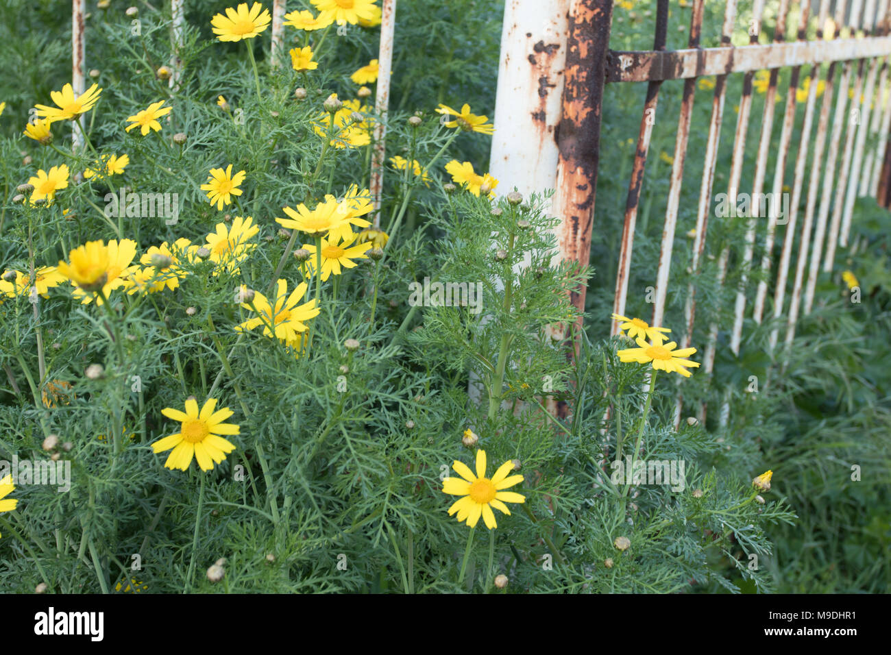 Yellow crown daisy flowers on uncultivated ground with white rusted ...