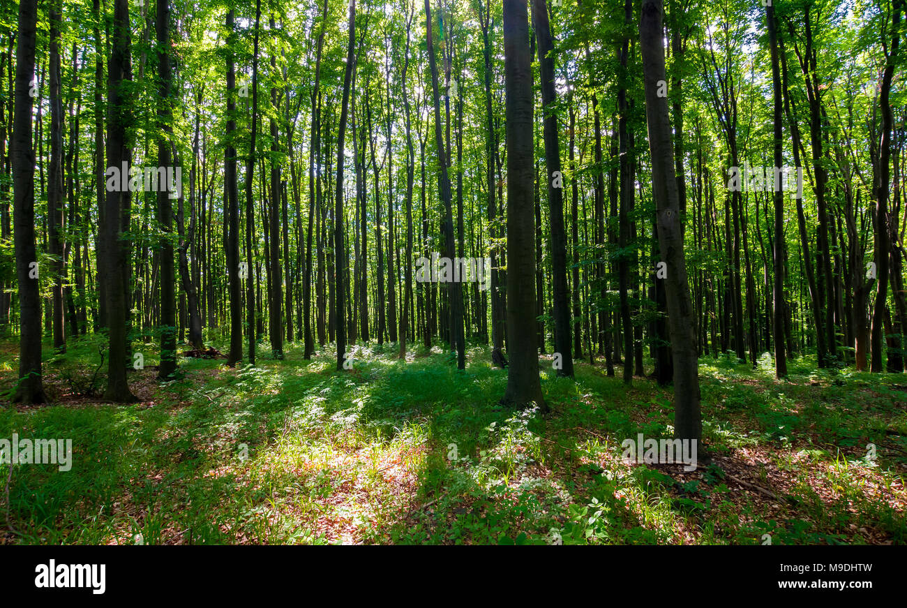 Fresh nature scenery dense thicket hi-res stock photography and images ...