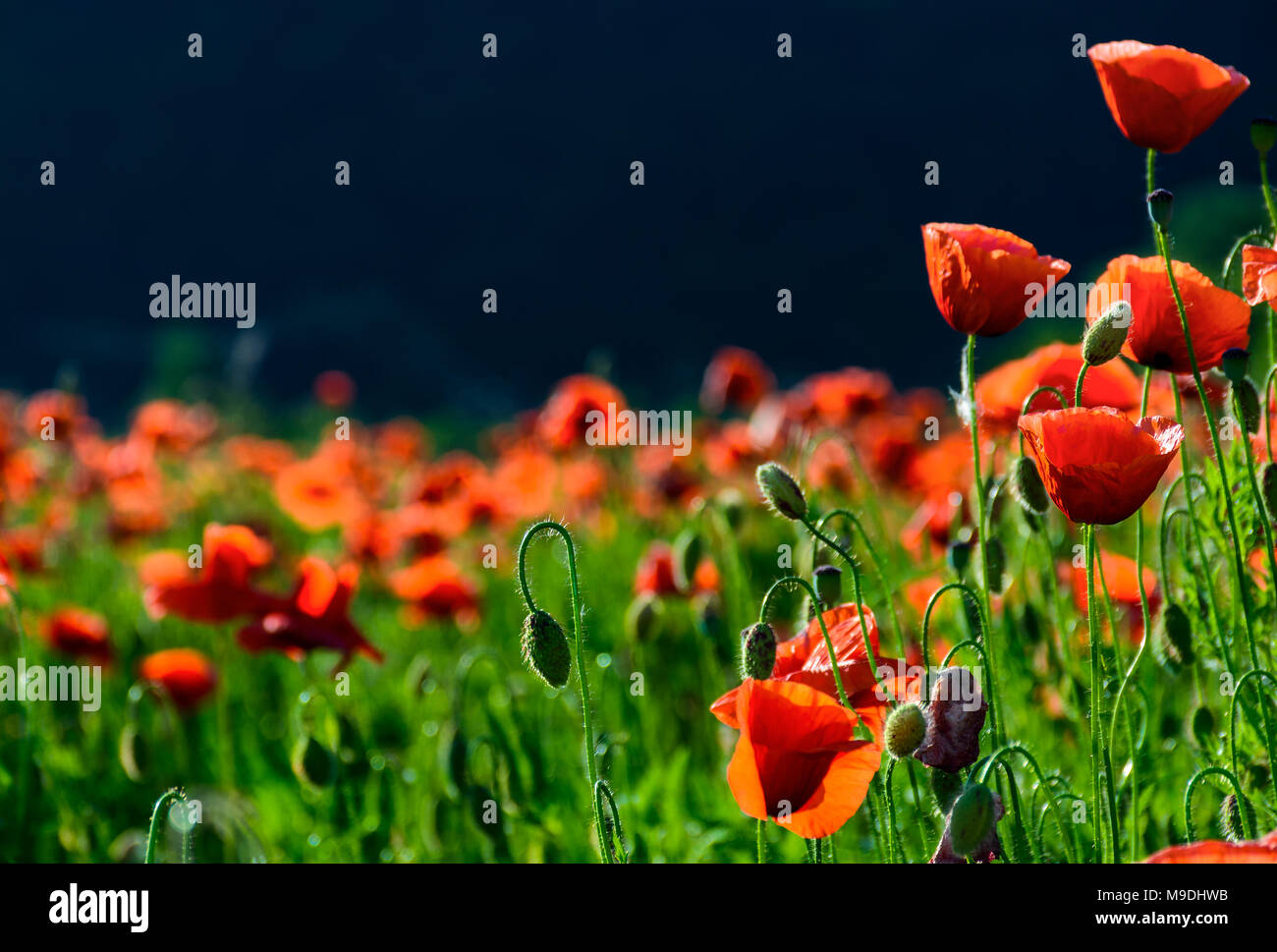 blossoming poppy field. beautiful summer nature background Stock Photo ...