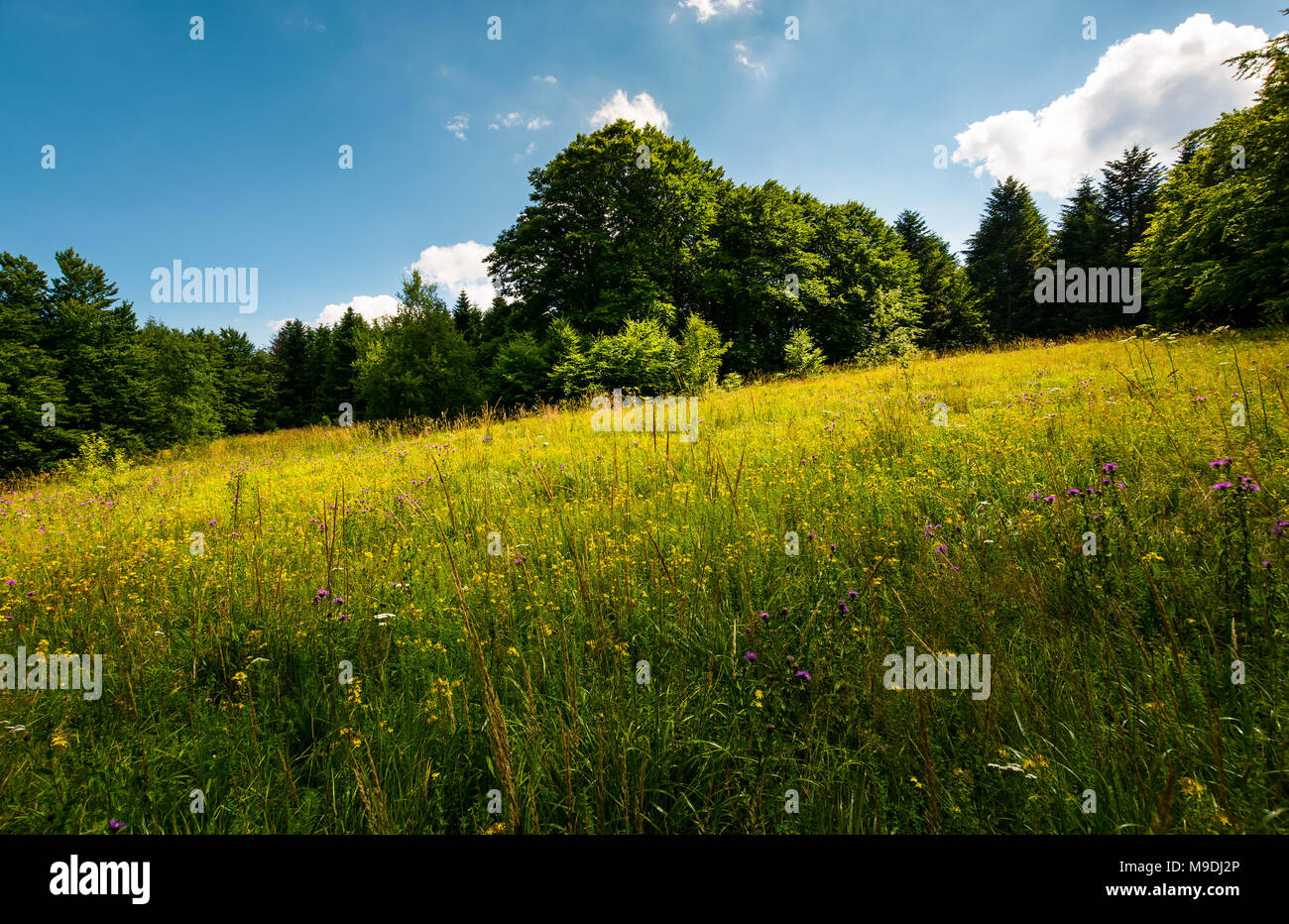Speckle park hi-res stock photography and images - Alamy