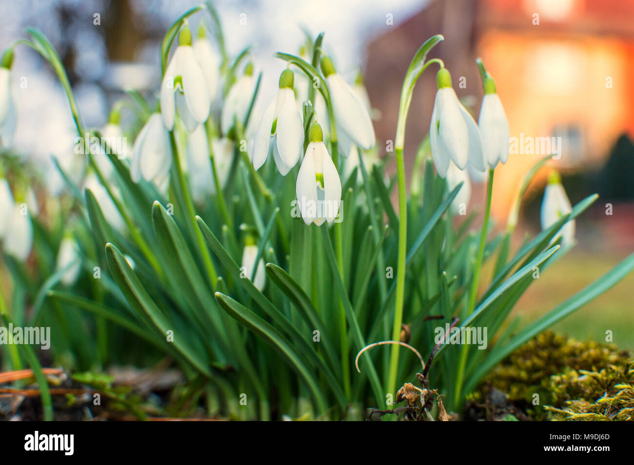 Perfect snowdrop hi-res stock photography and images - Alamy