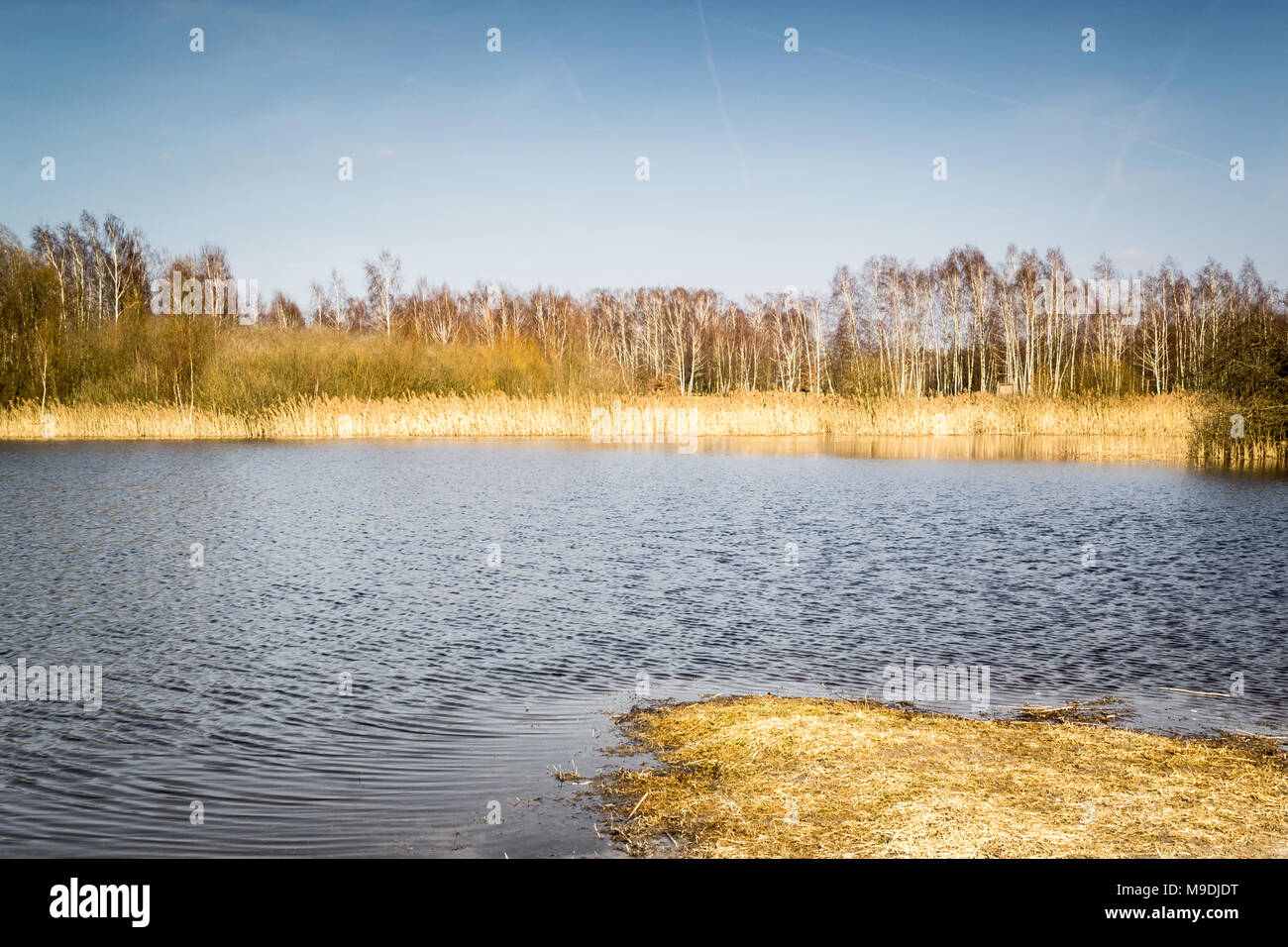 Park with a pond in spring colors Stock Photo - Alamy
