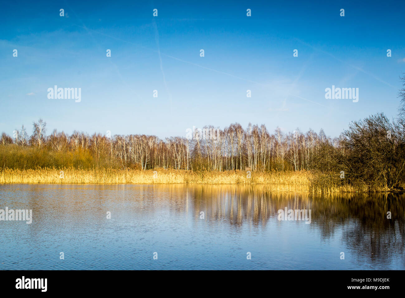 Park with a pond hi-res stock photography and images - Alamy