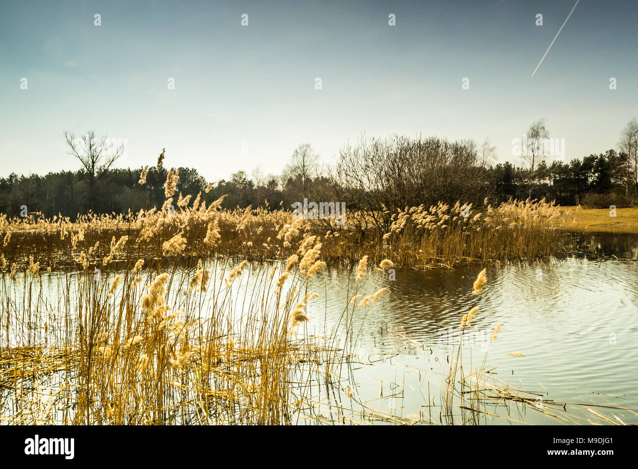 Park with a pond in spring colors Stock Photo - Alamy