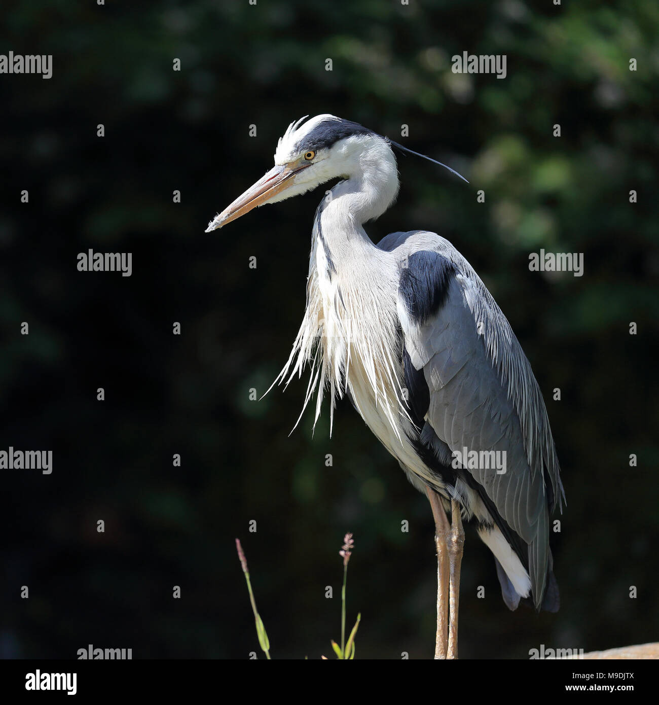 Grumpy looking heron hi-res stock photography and images - Alamy