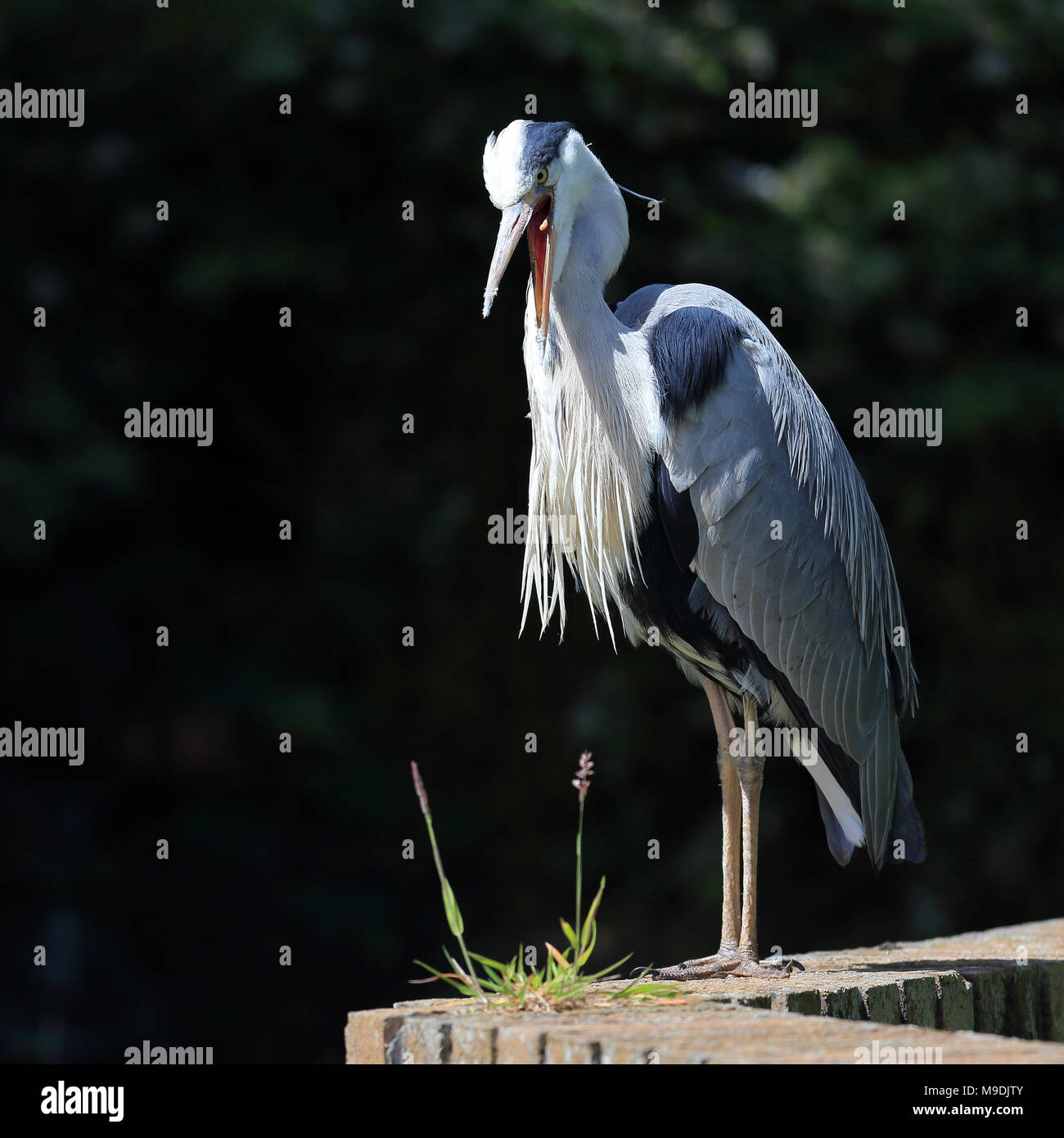 Grumpy looking heron hi-res stock photography and images - Alamy