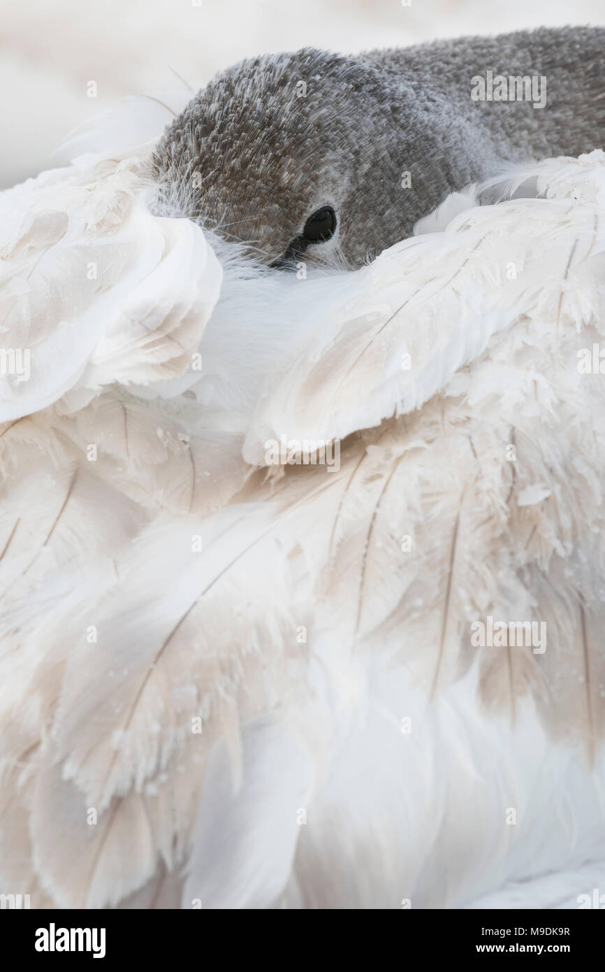 Head tucked under hi-res stock photography and images - Alamy